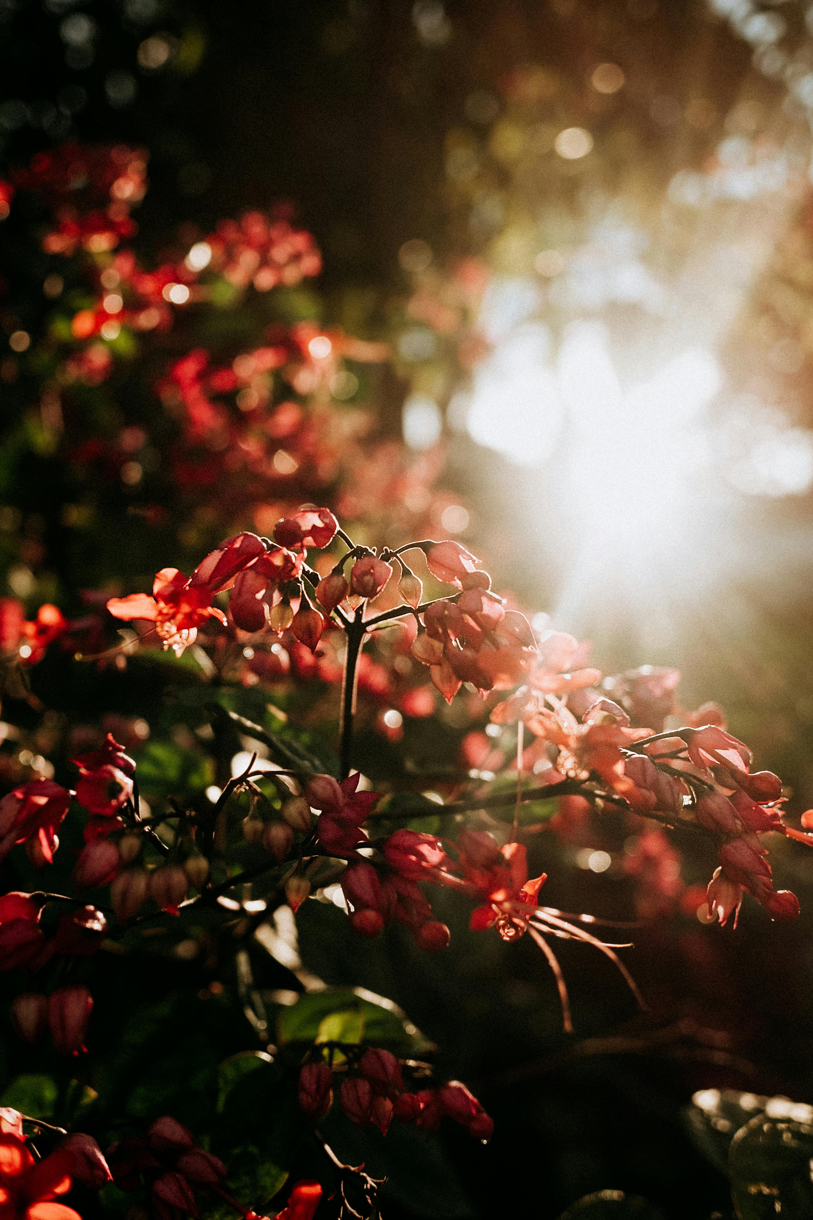Red Flowers in Garden · Free Stock Photo