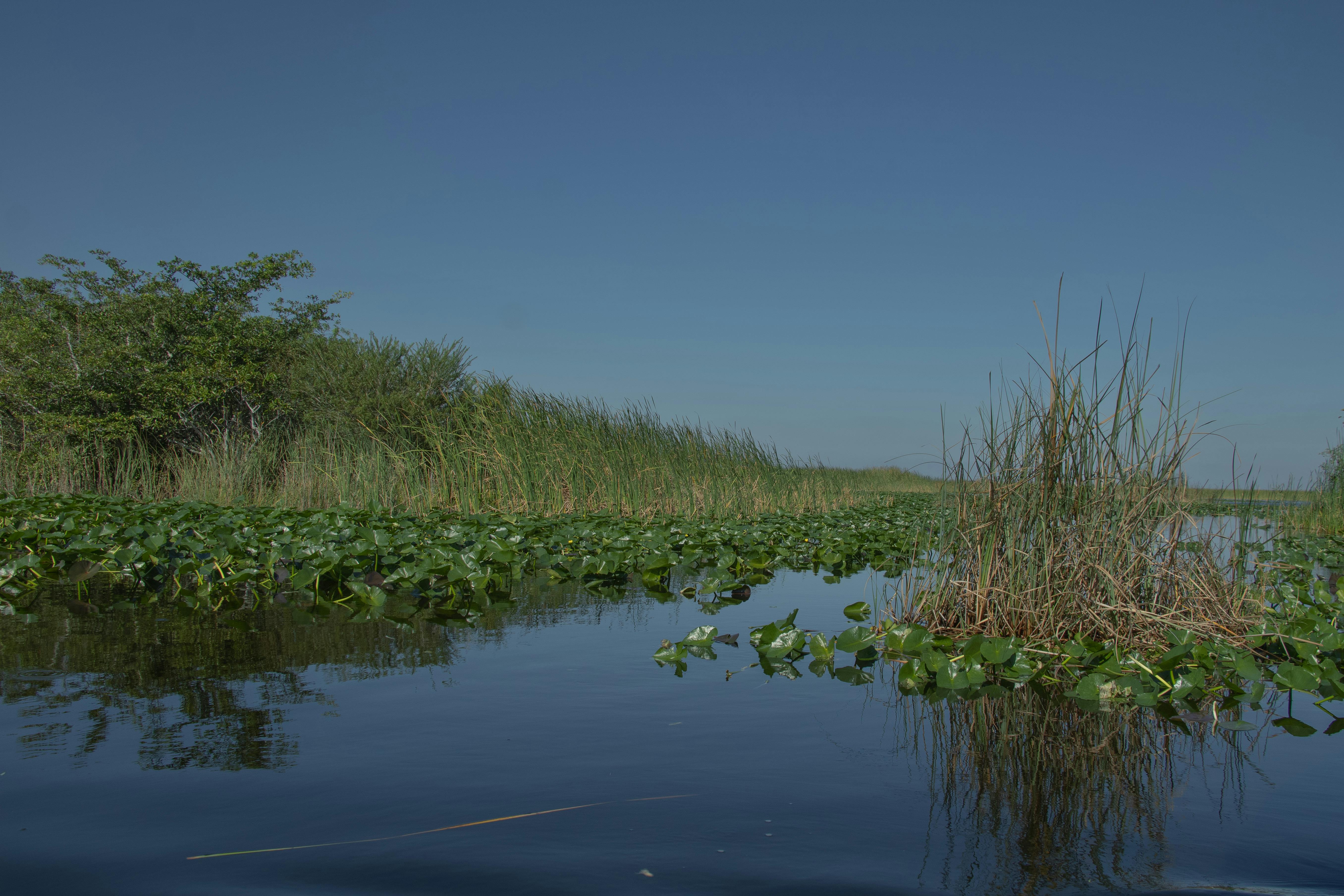 Everglades, Florida 18 Photos & Videos Collected by Tom Forrest