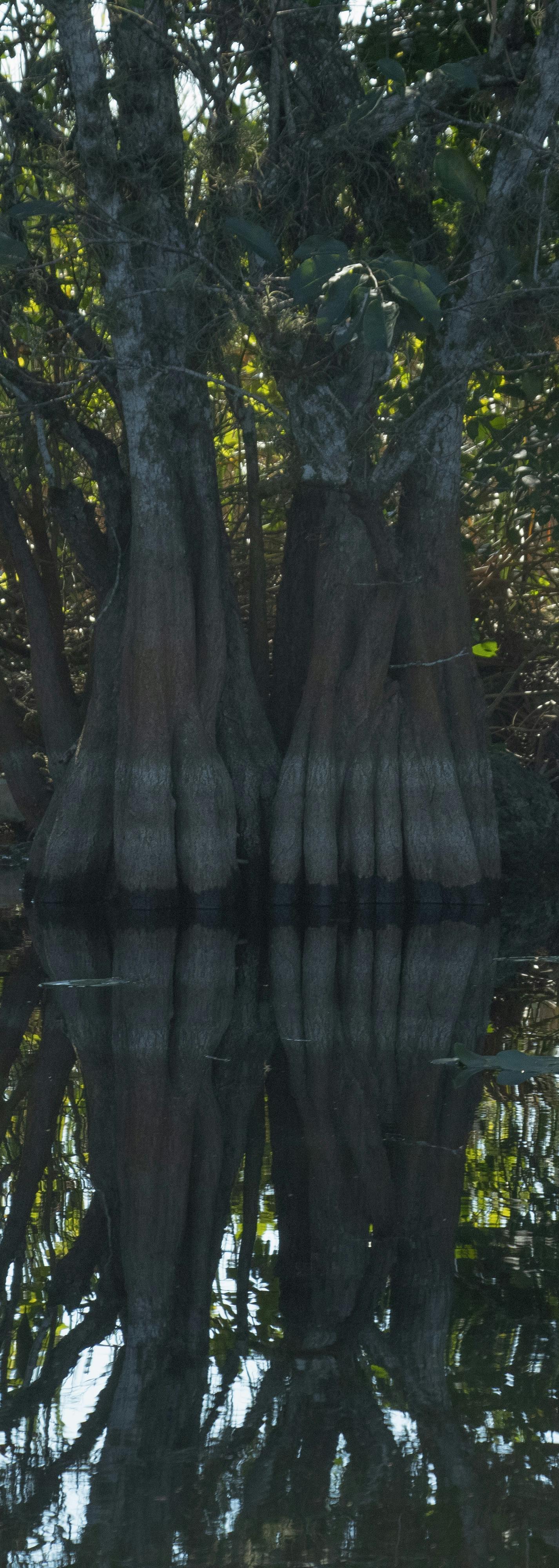 Everglades, Florida 18 Photos & Videos Collected by Tom Forrest