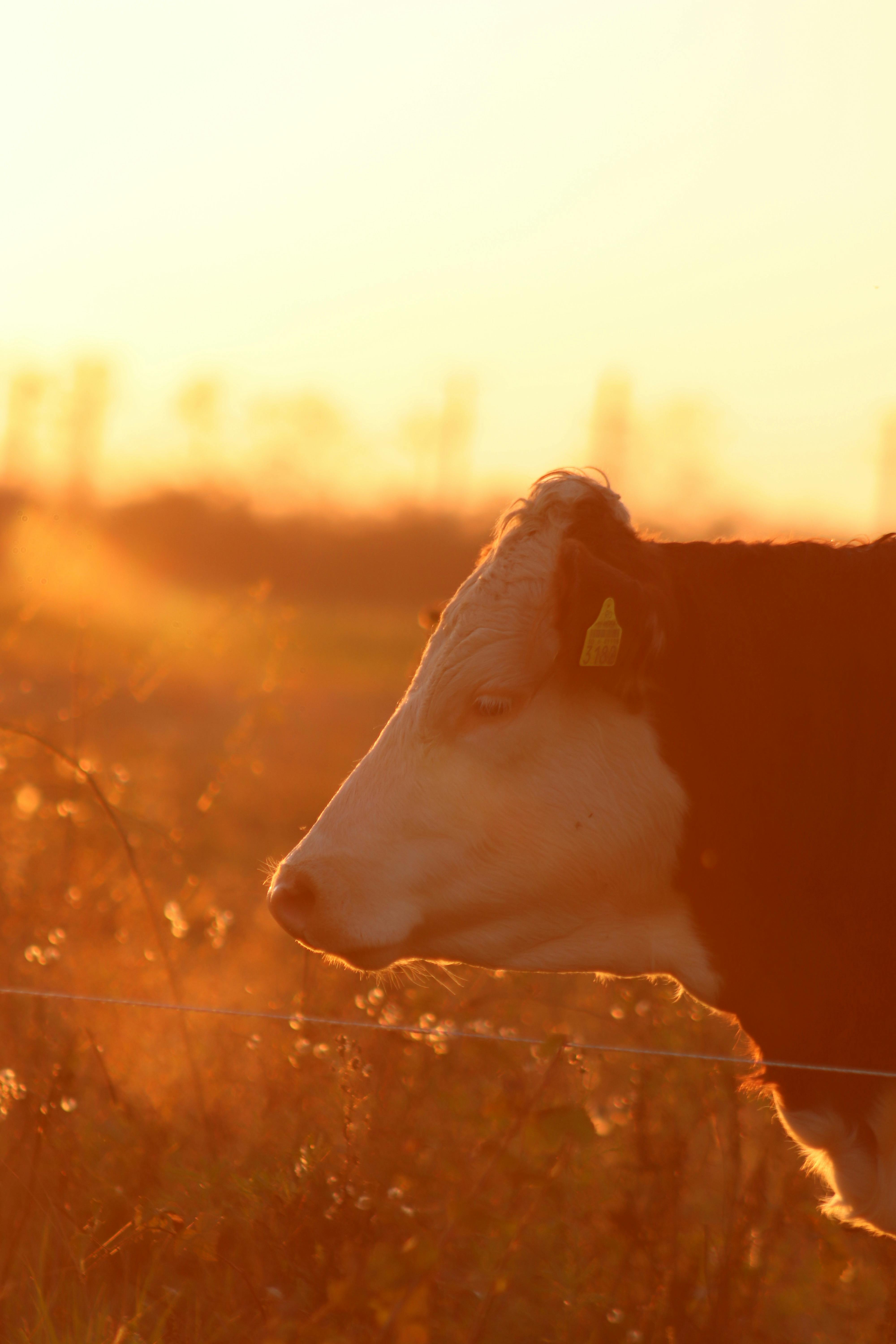 Indian Cow Kapila Photos, Download The BEST Free Indian Cow Kapila ...