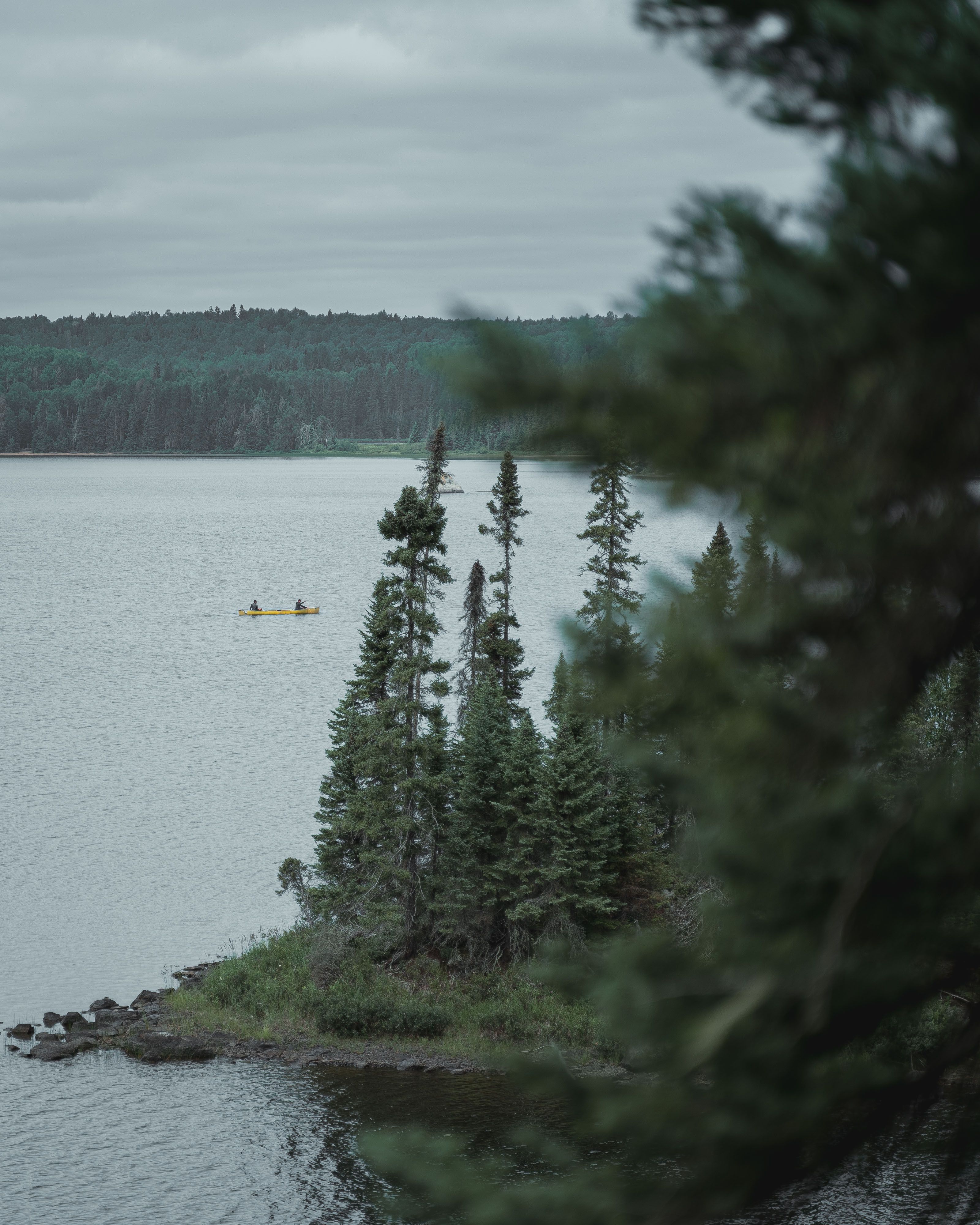 Coniferous Trees by the Lake · Free Stock Photo