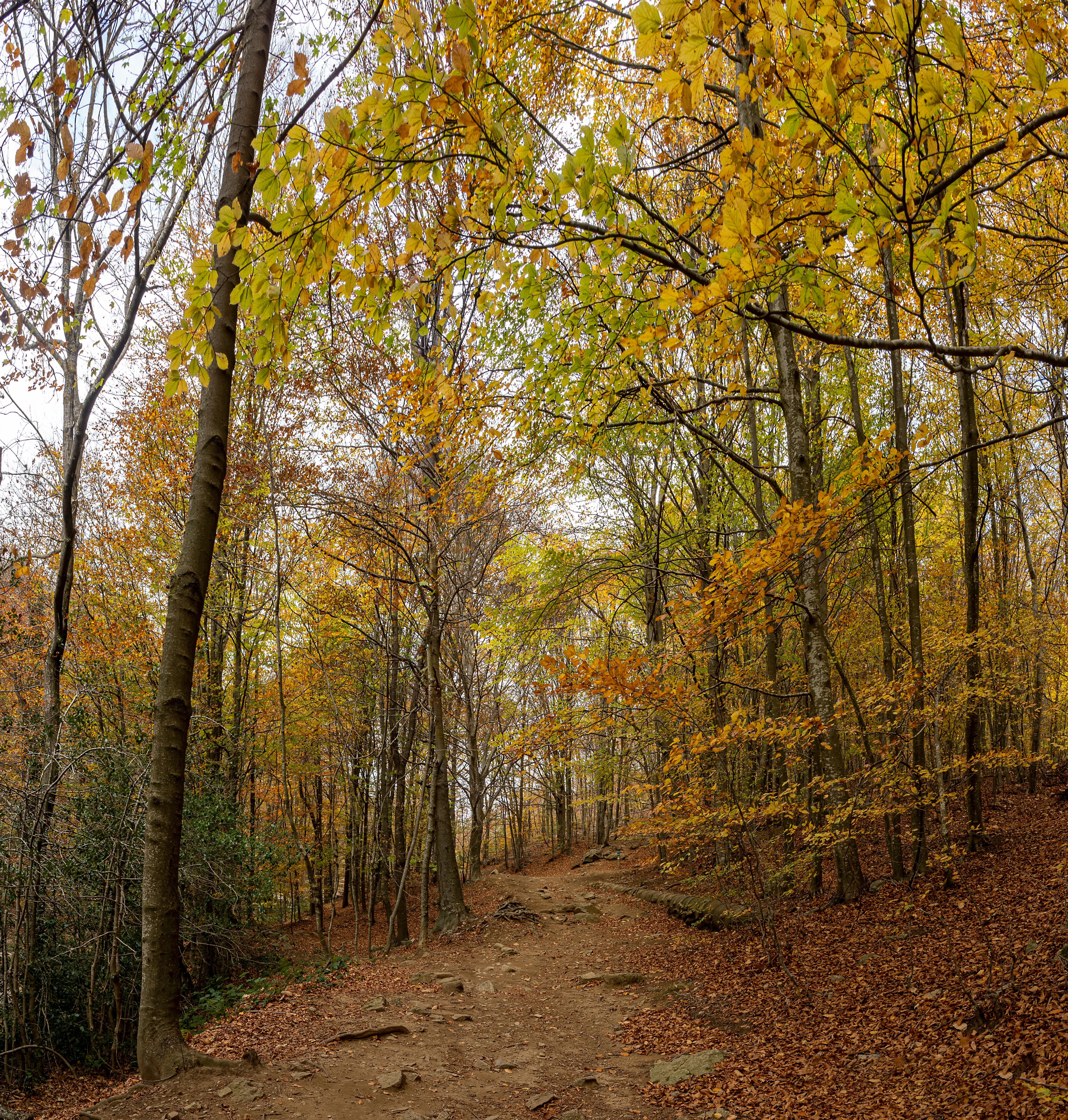 Catalonian Forest Photos, Download The BEST Free Catalonian Forest ...