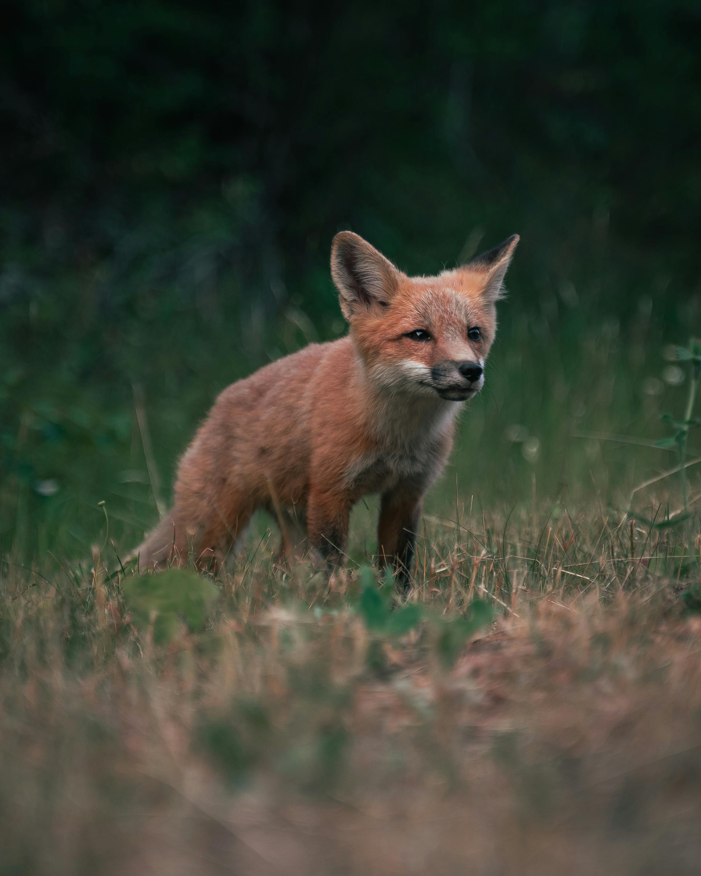 Tan and Orange Fox Standing in Water Near the Grass · Free Stock Photo