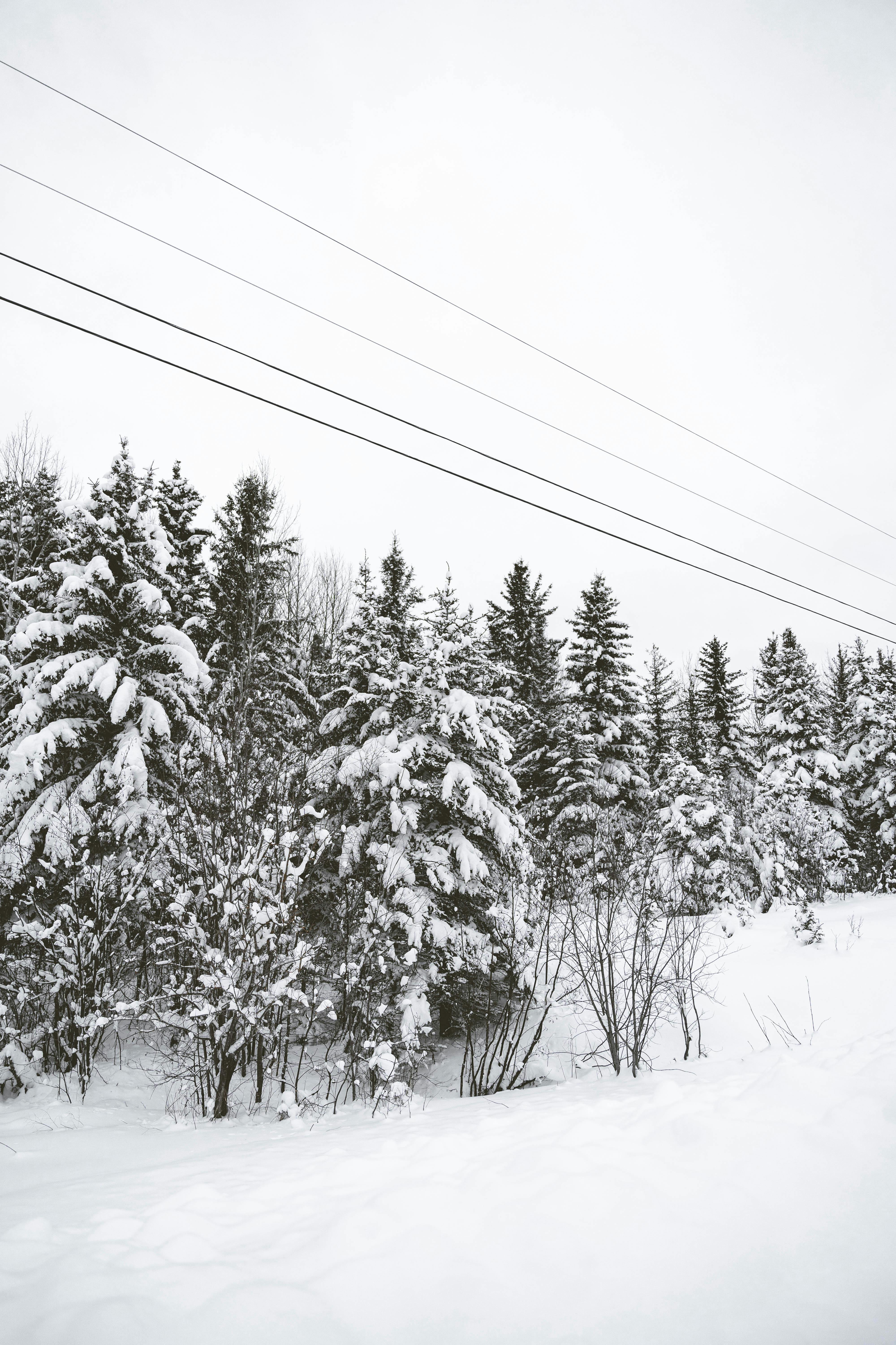 Power Lines Over Snow Covered Trees · Free Stock Photo