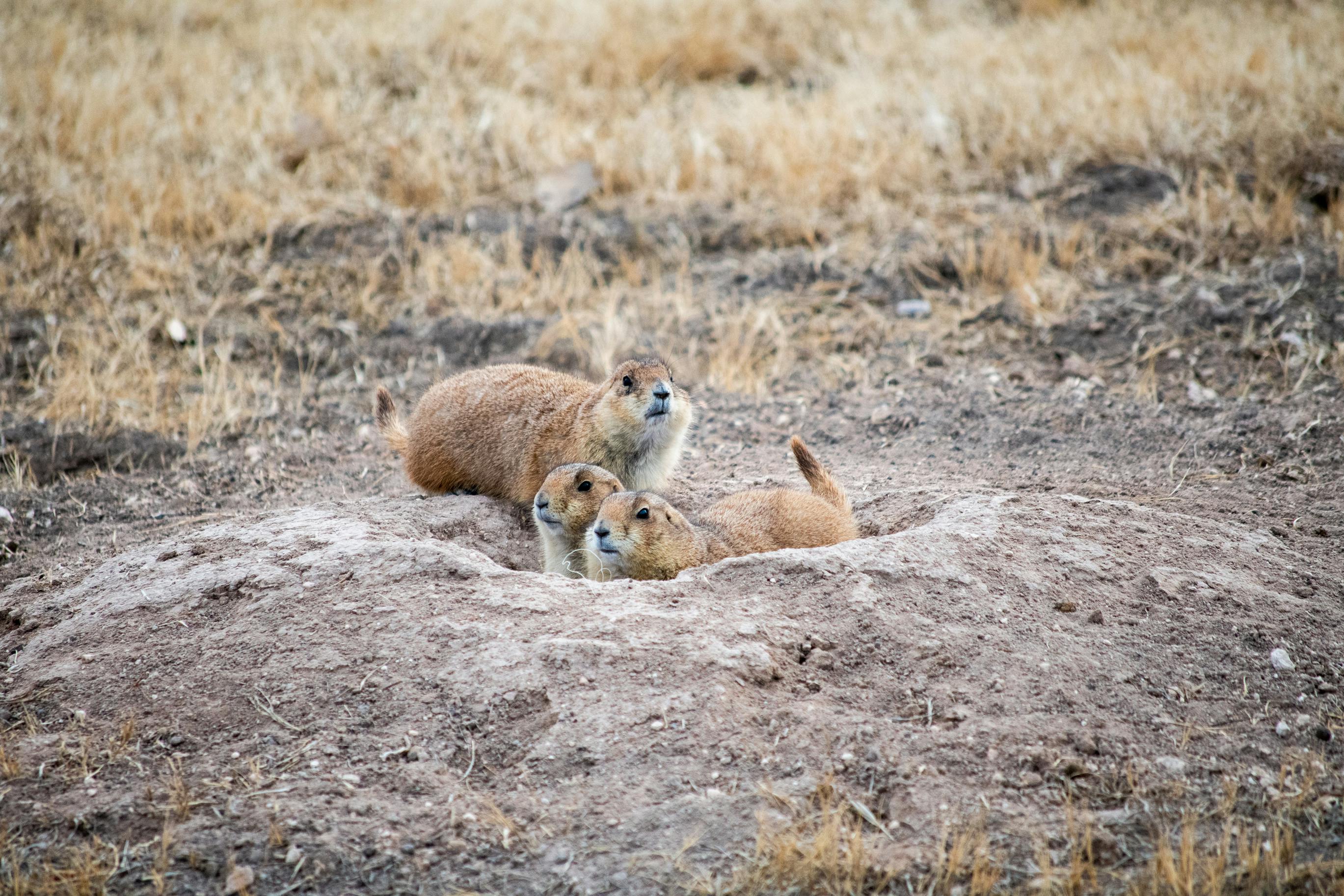 Prairie Dog Family on Brown Field · Free Stock Photo