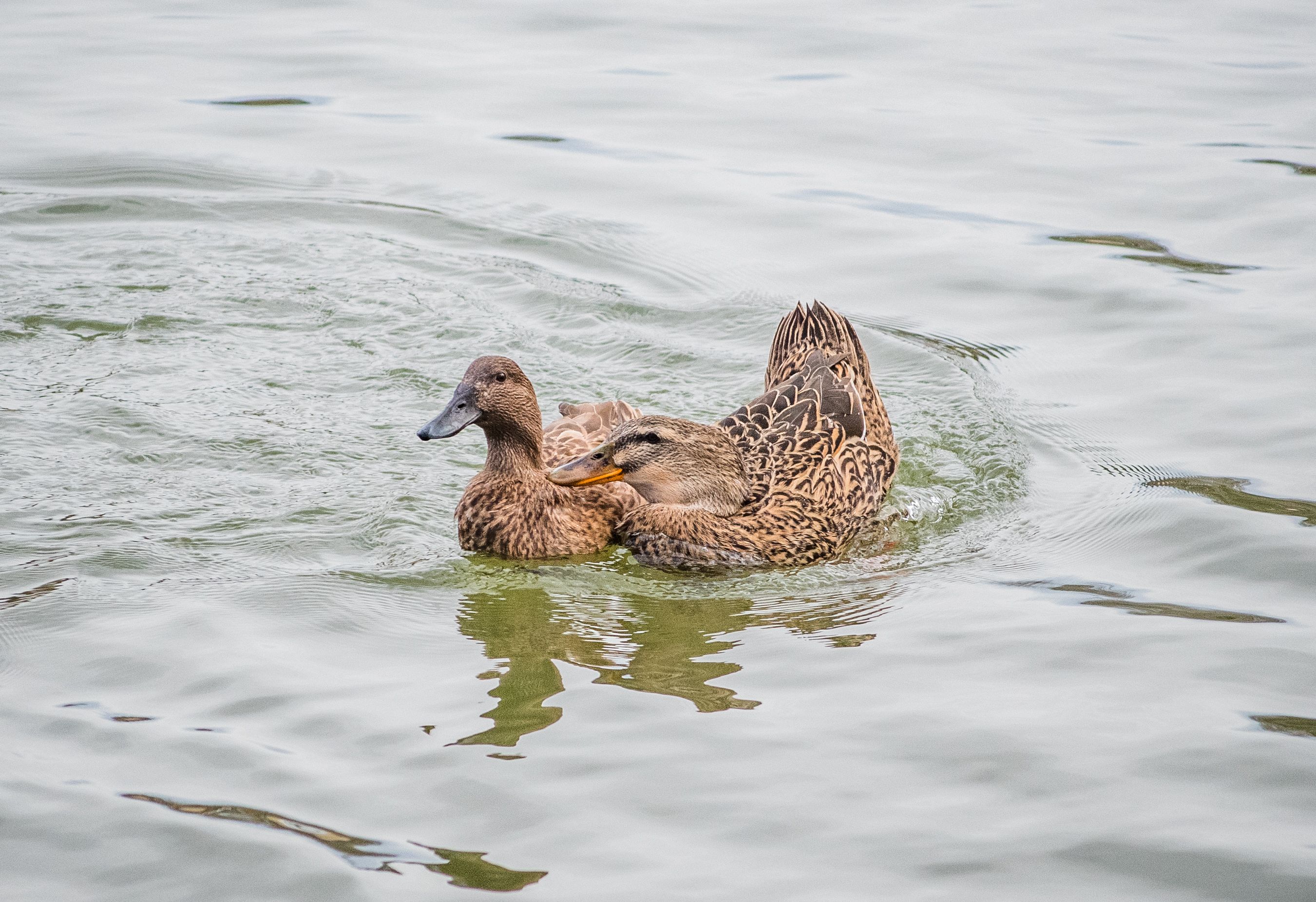 Ducks Swimming on Water · Free Stock Photo