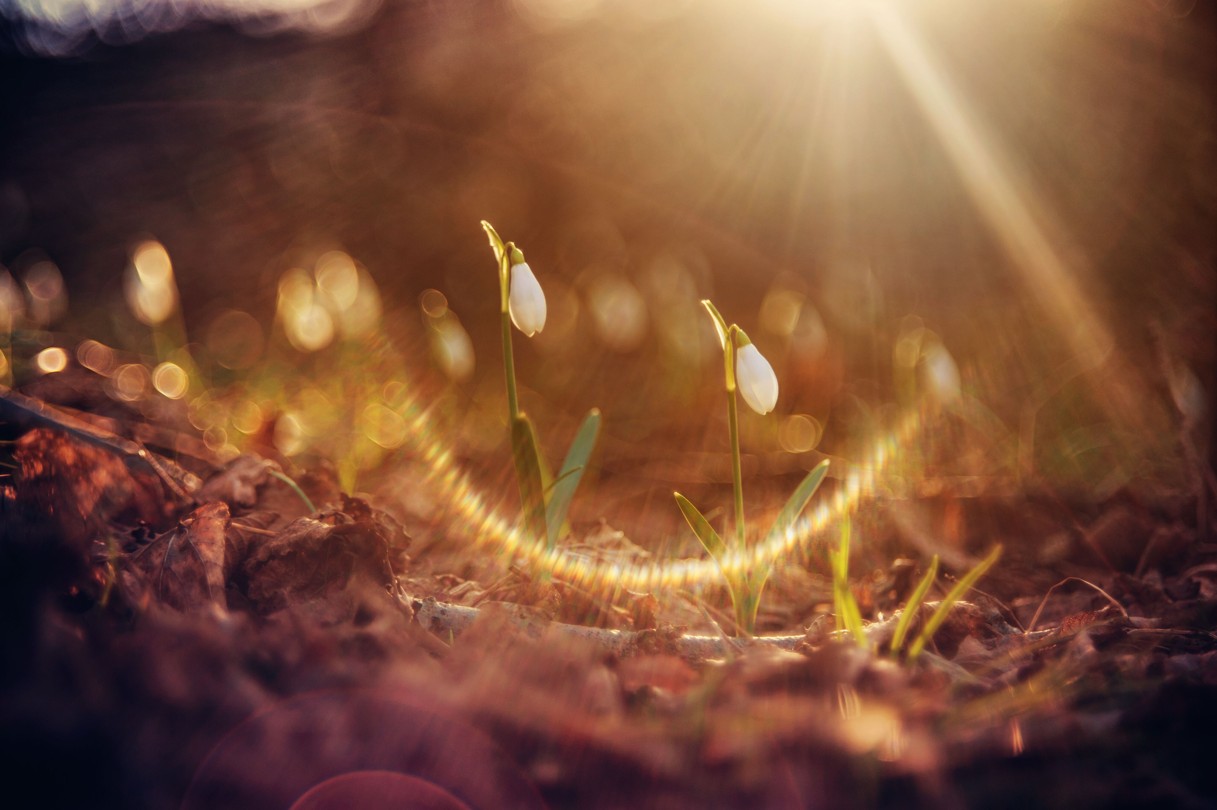 Sunlight on Flower Buds · Free Stock Photo