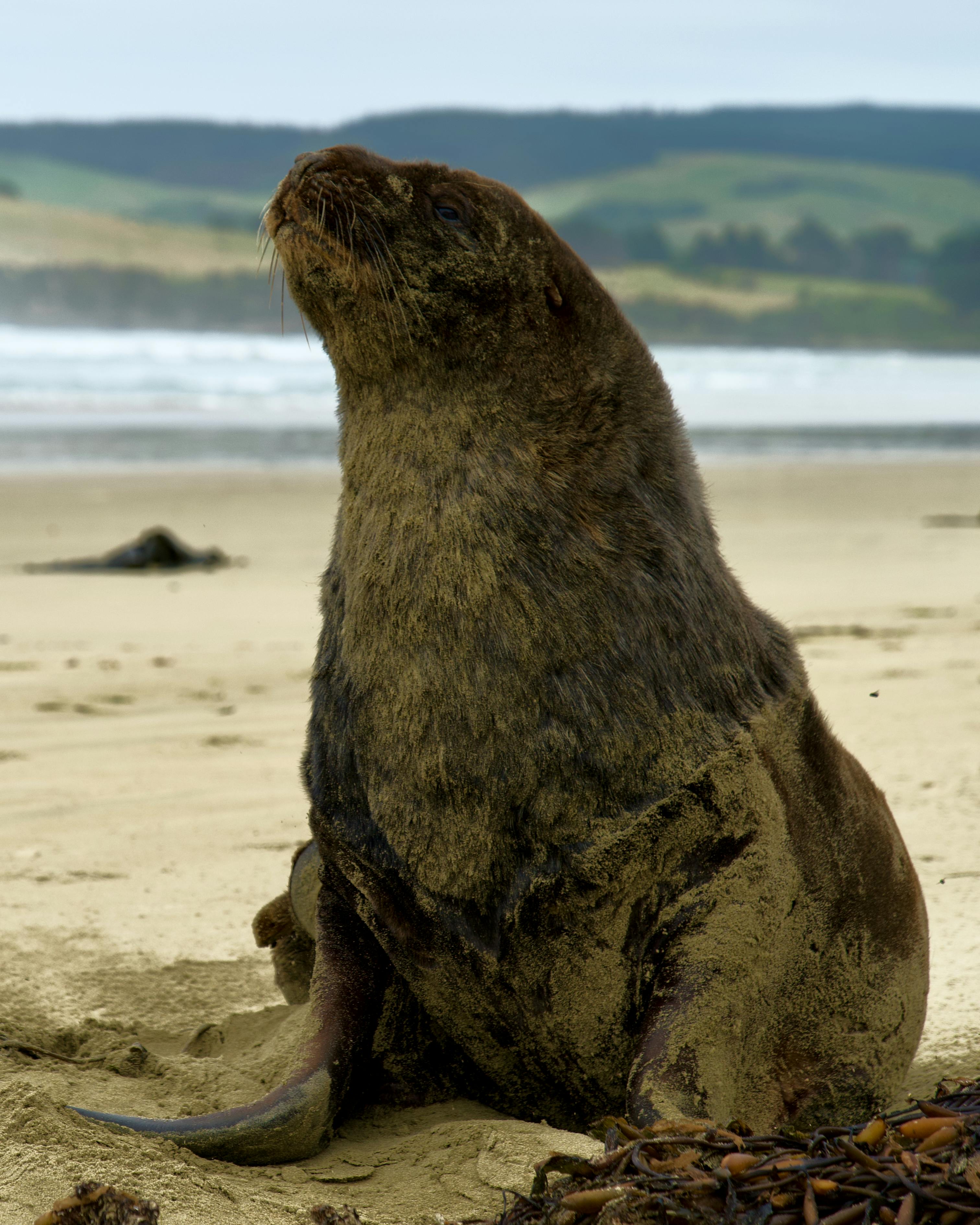 Close-Up Shot of a Sea Lion · Free Stock Photo
