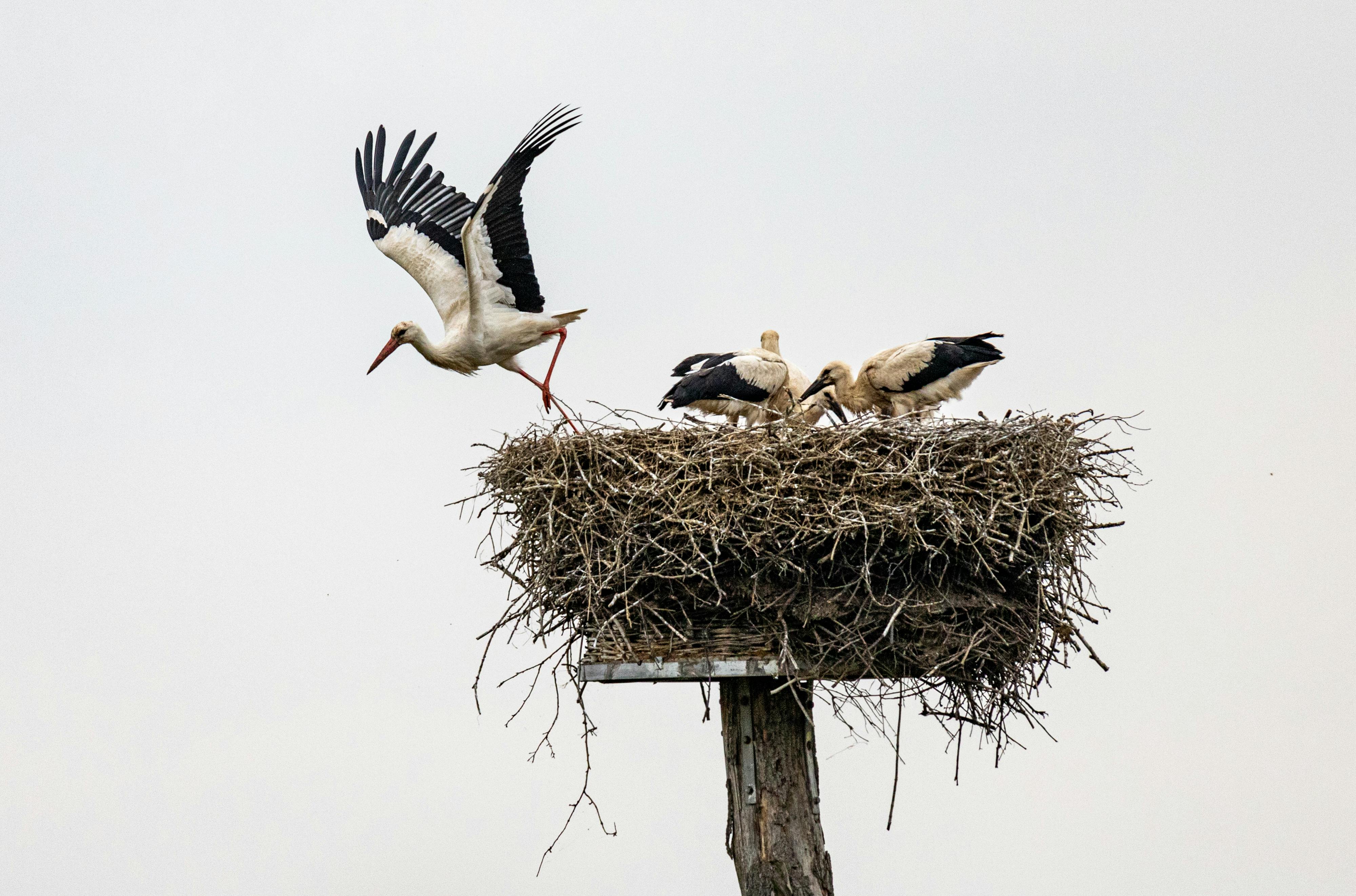 Circus Animals Photos, Download The BEST Free Circus Animals Stock ...