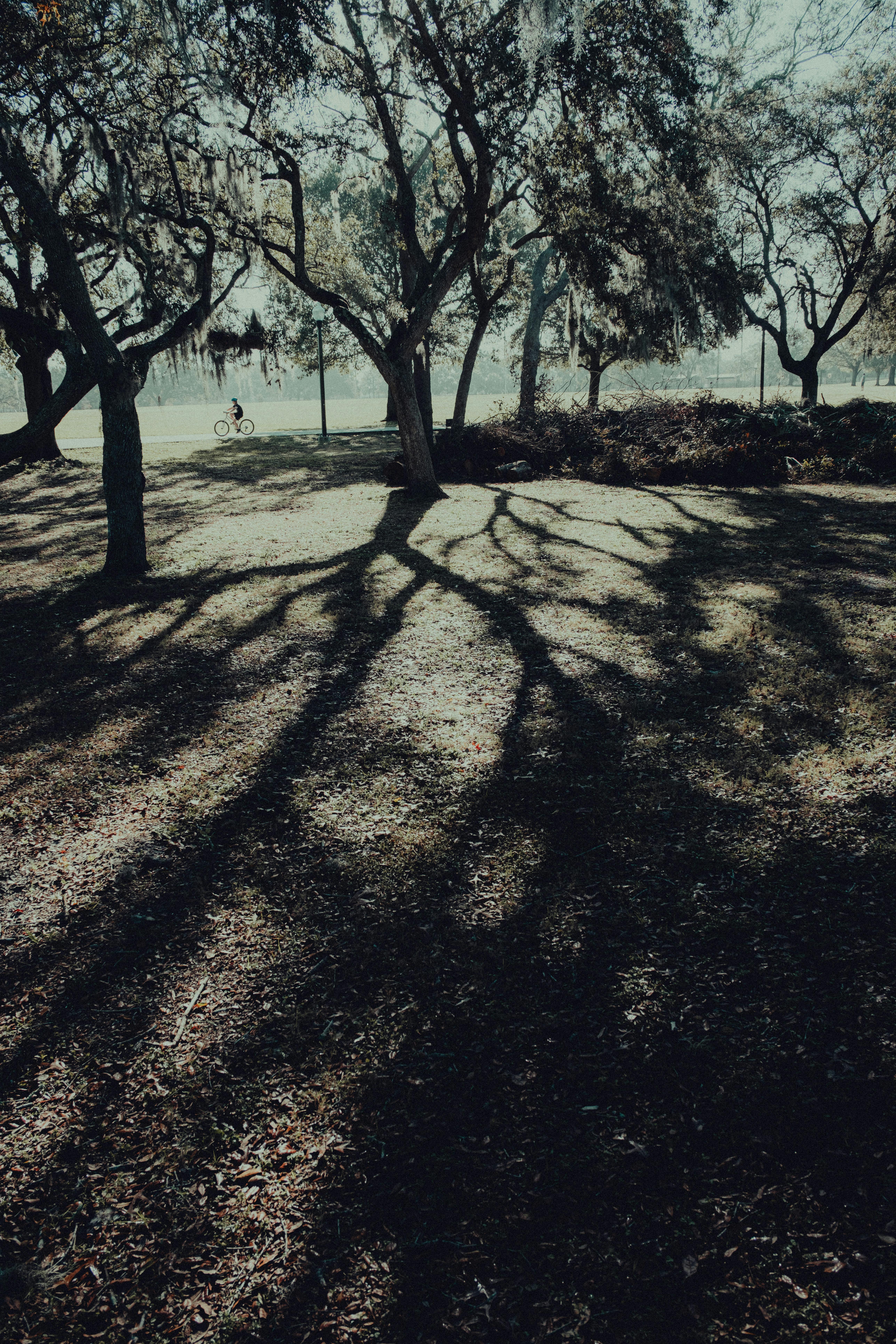 Tree Casting Shadow on Wall · Free Stock Photo