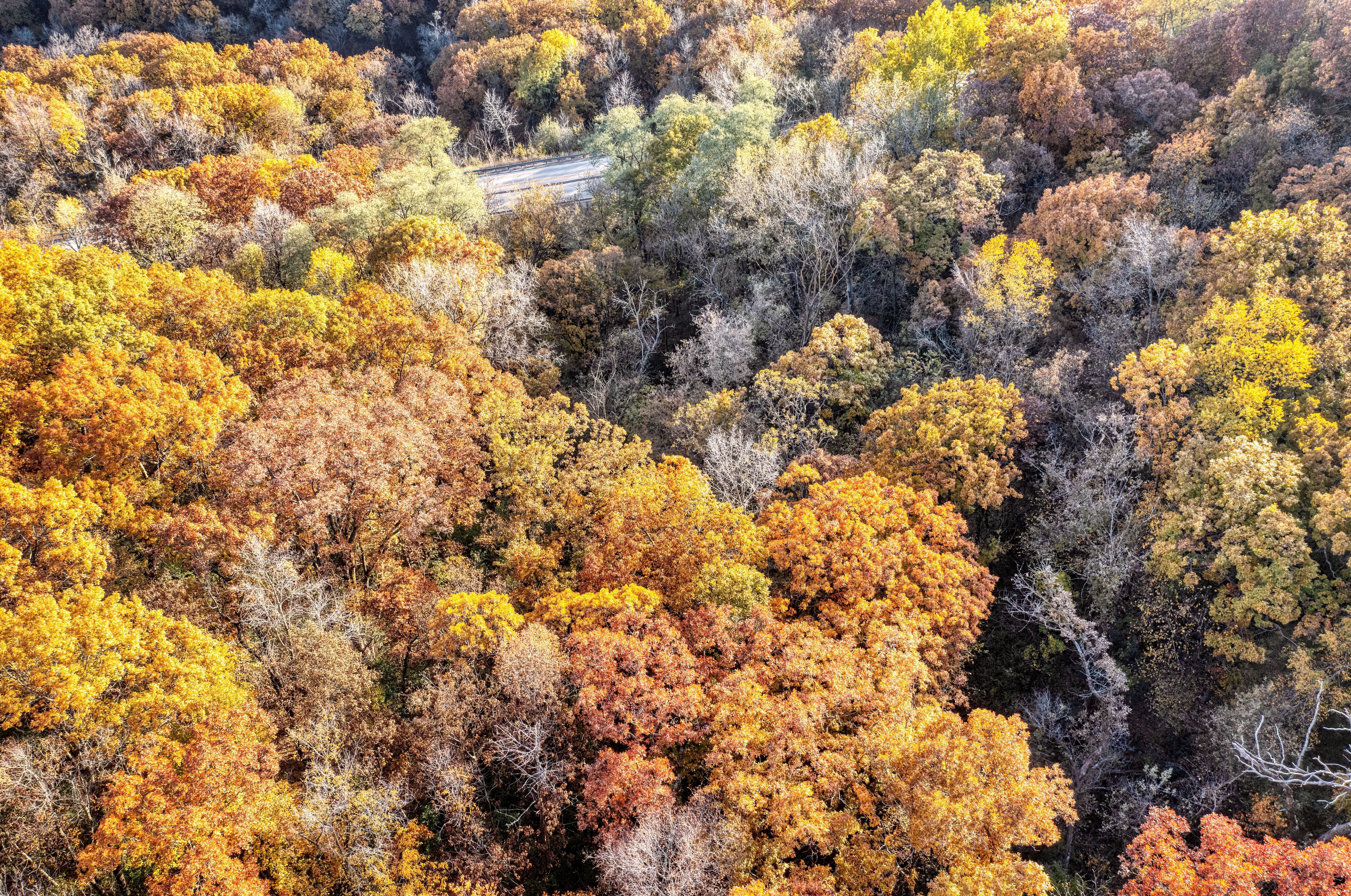 Aerial View of Green and Brown Trees · Free Stock Photo