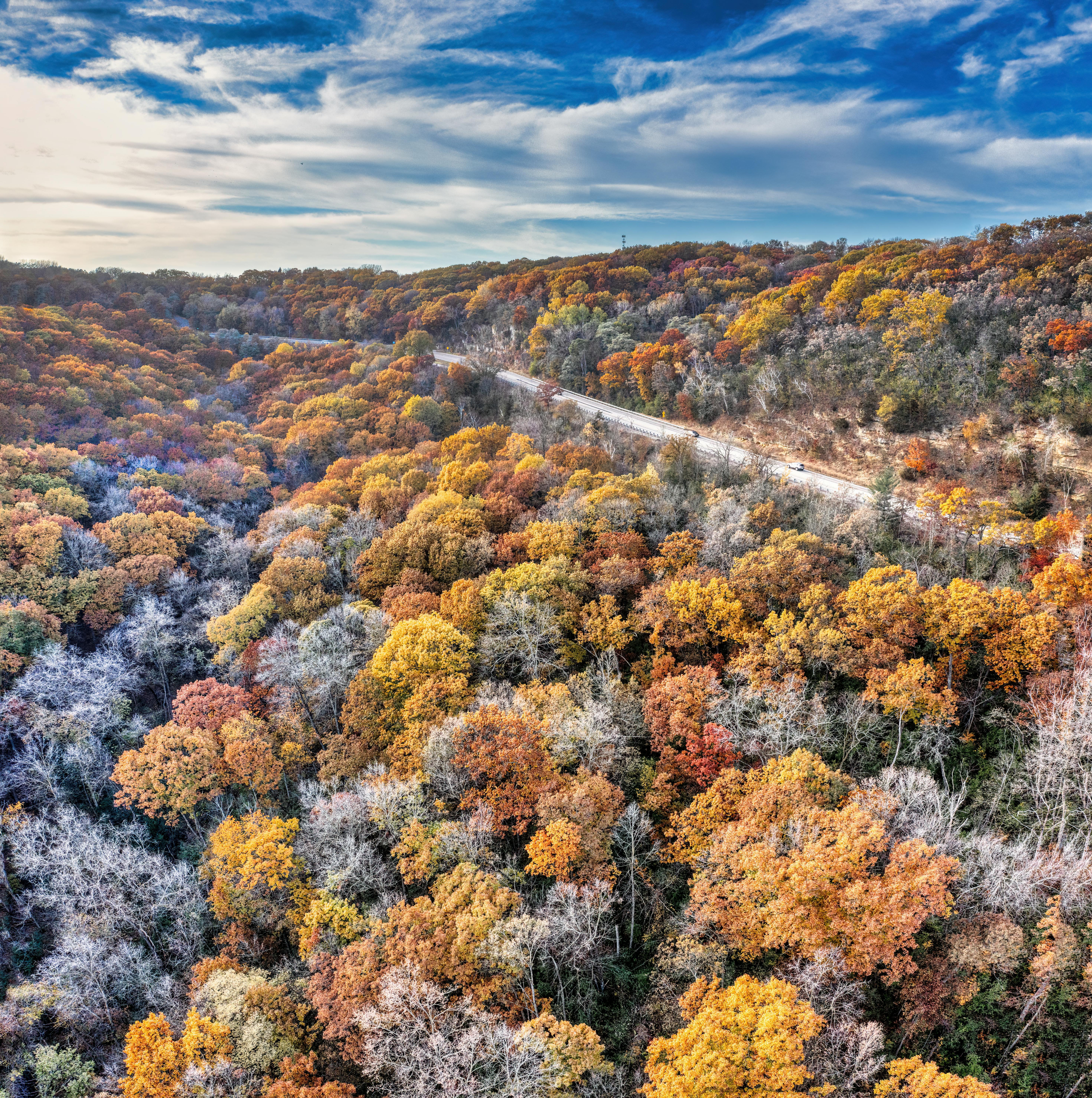Aerial View of Forest · Free Stock Photo