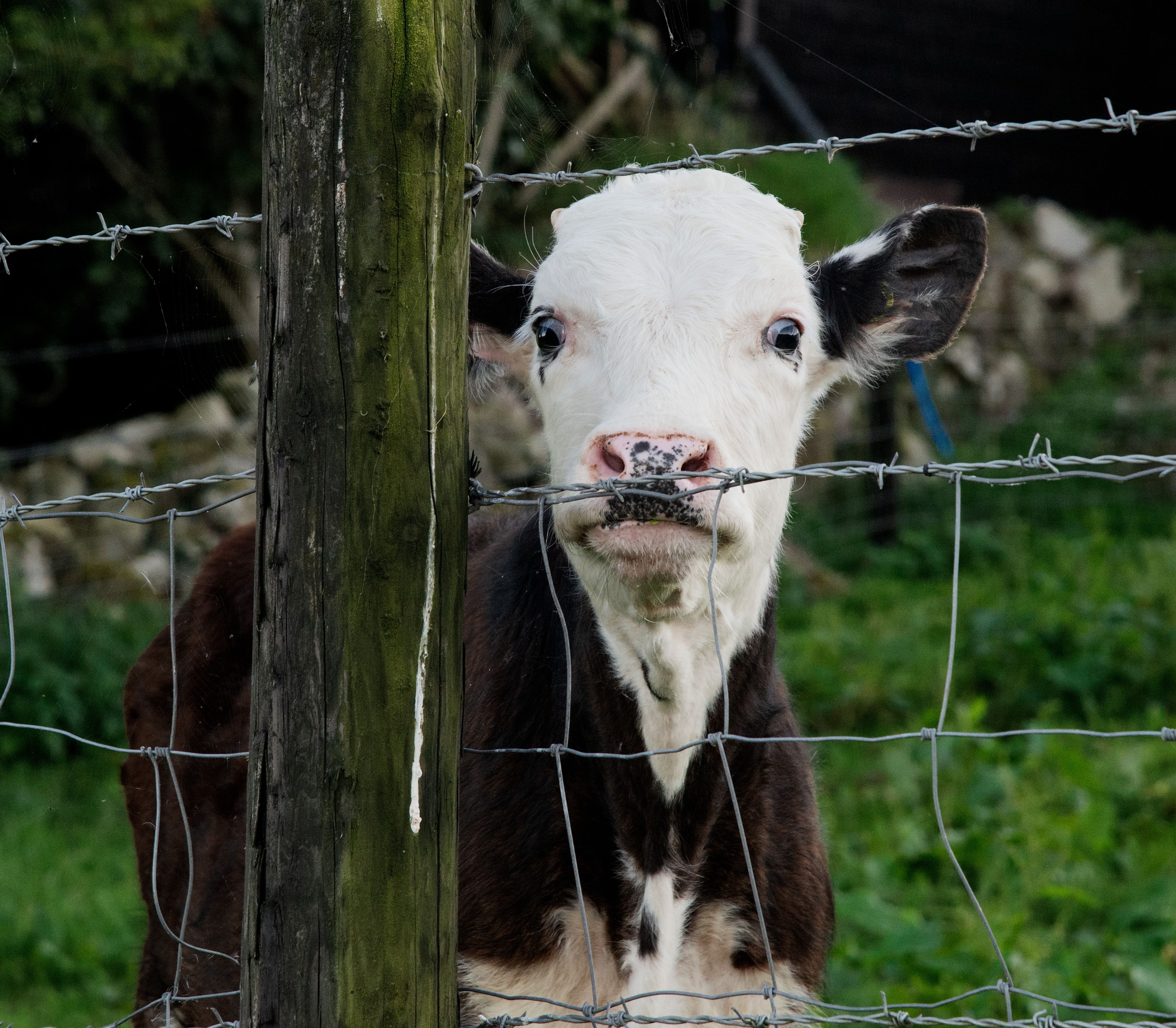Herford Cattle Photos, Download The BEST Free Herford Cattle Stock ...