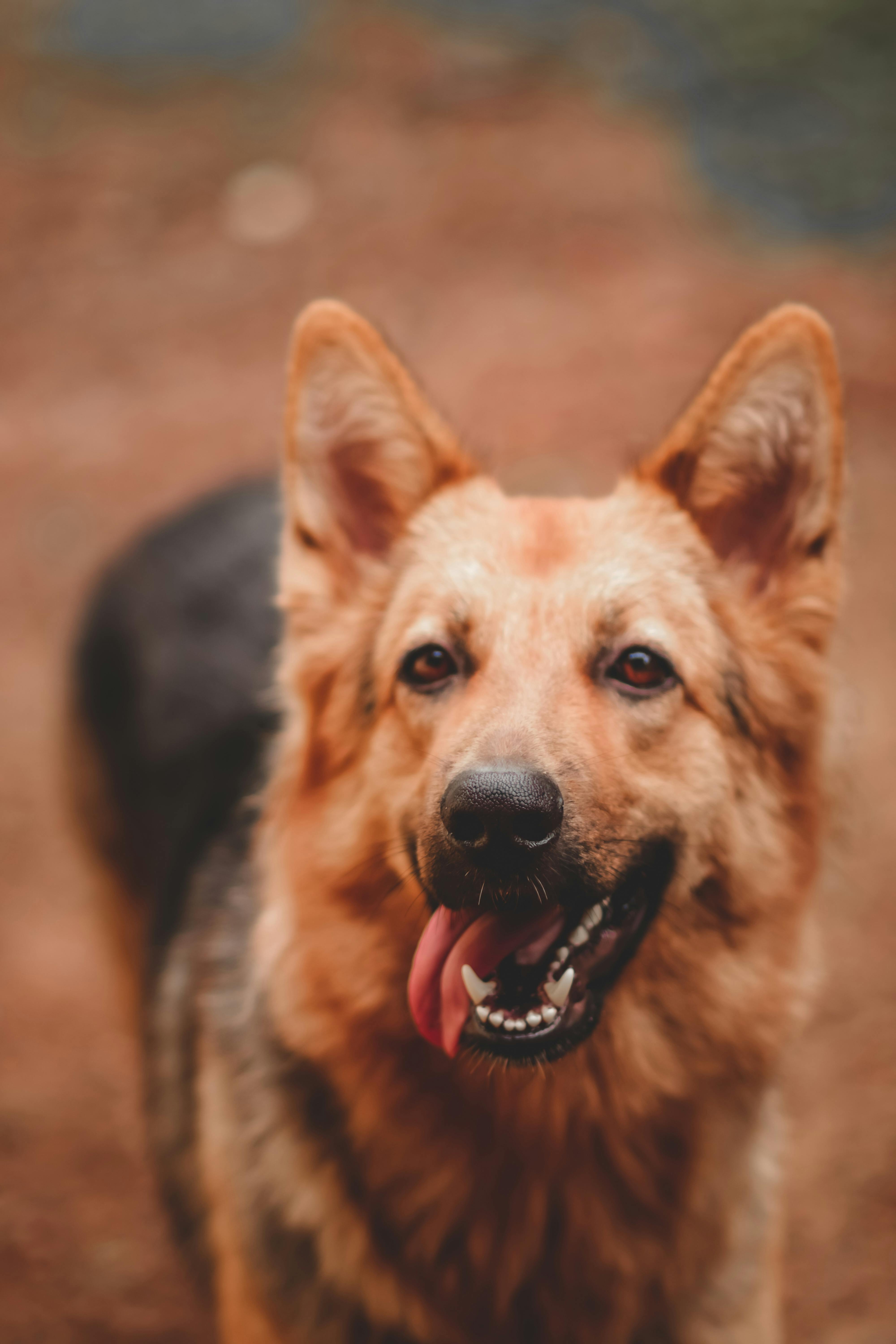 A K9 Dog Sitting on the Grass · Free Stock Photo