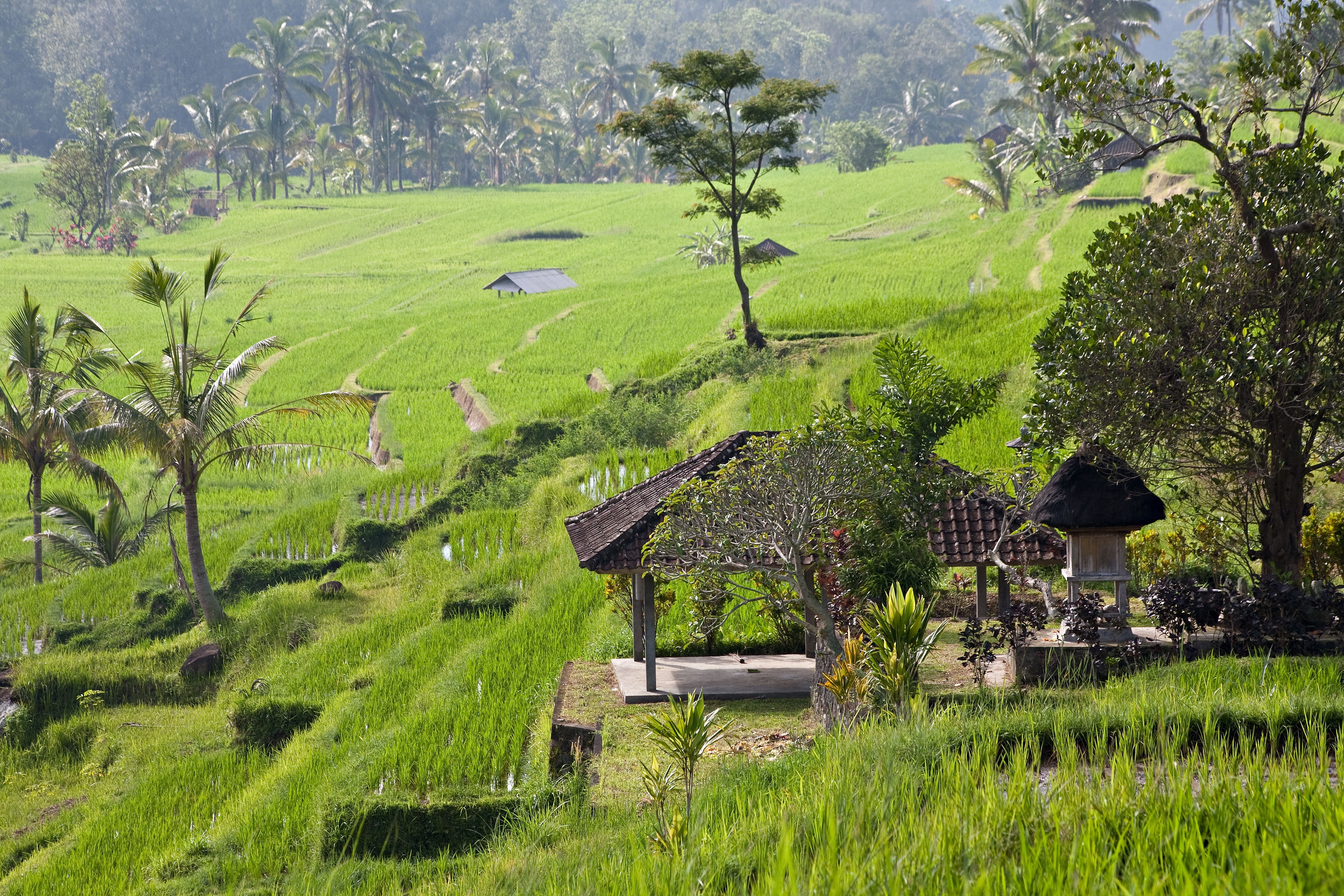 Buildings on Rice Plantations in Tropical Landscape · Free Stock Photo