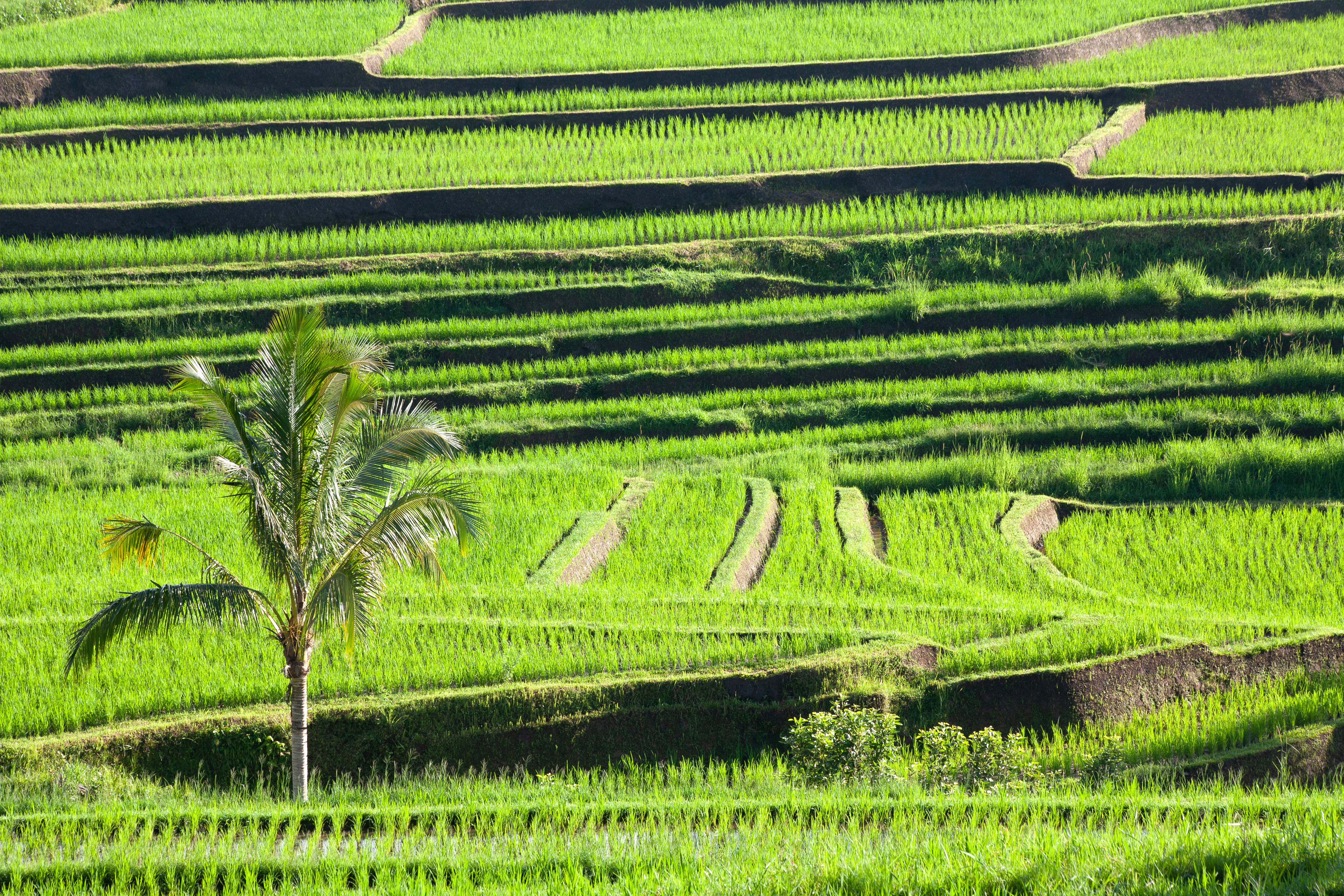 Terrace Farming Photos, Download The BEST Free Terrace Farming Stock ...