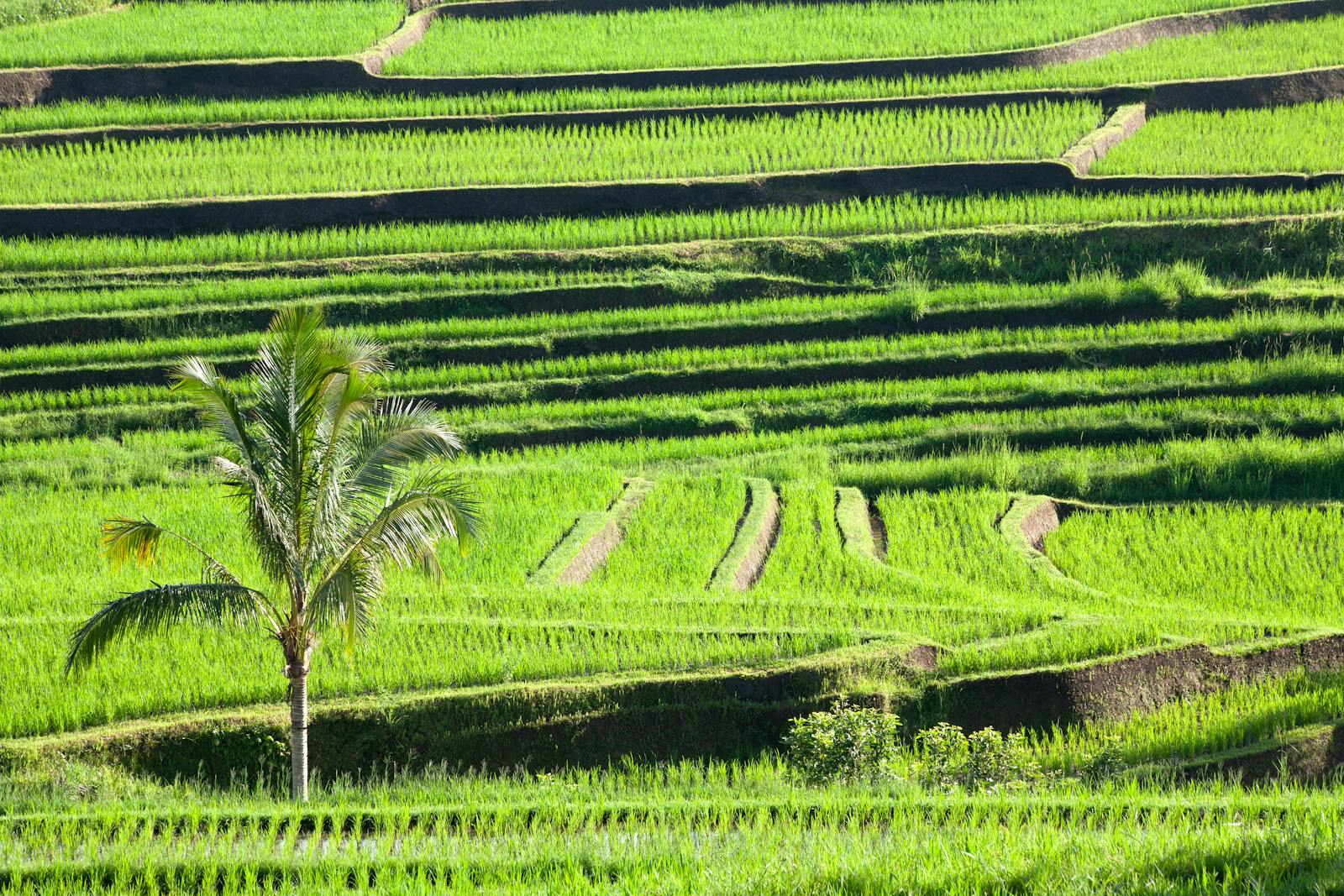 Terrace Farming Photos, Download The BEST Free Terrace Farming Stock ...