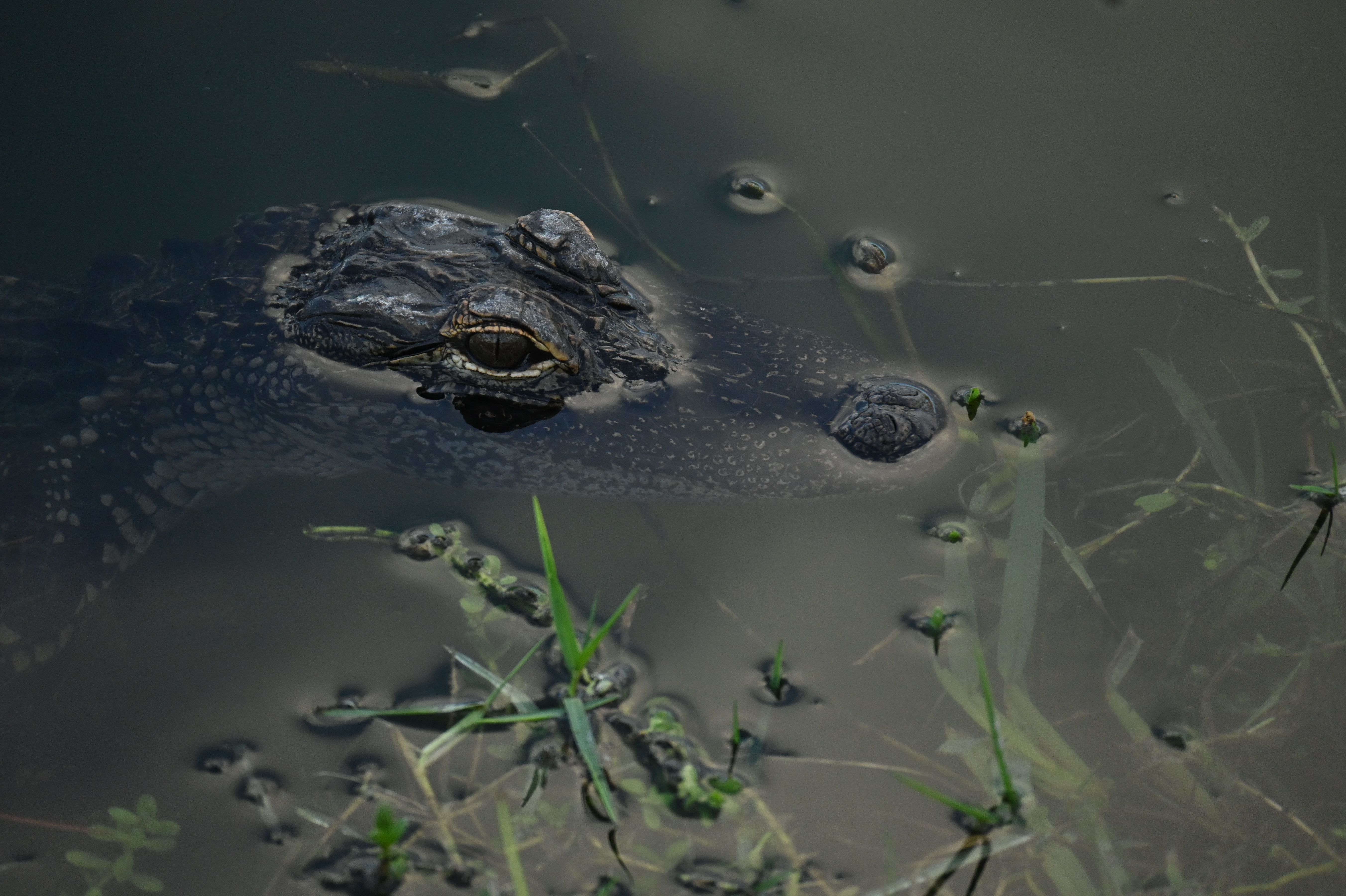 Alligator Lying on a Rock by Water · Free Stock Photo