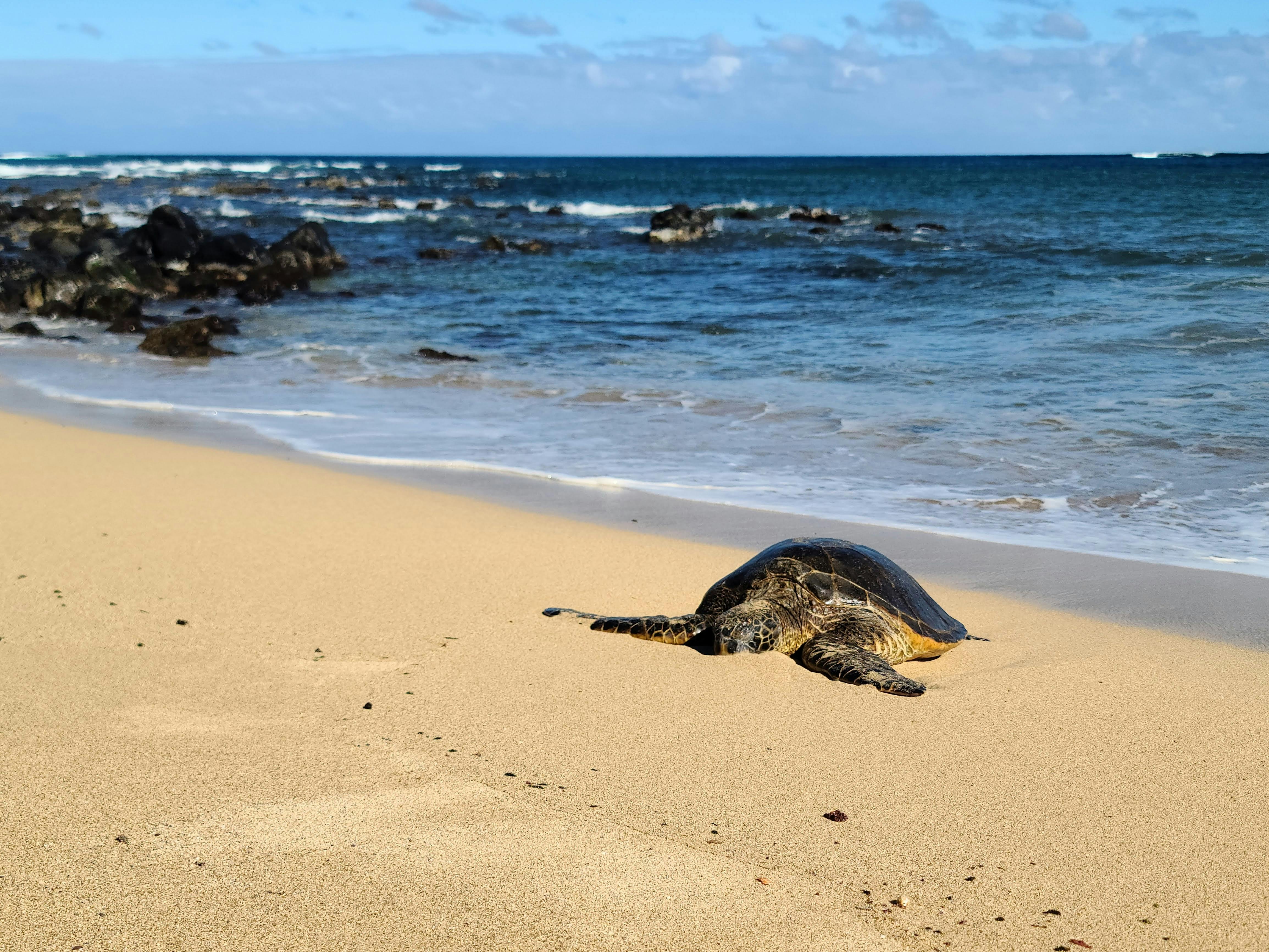 Green Sea Turtle on Beach · Free Stock Photo