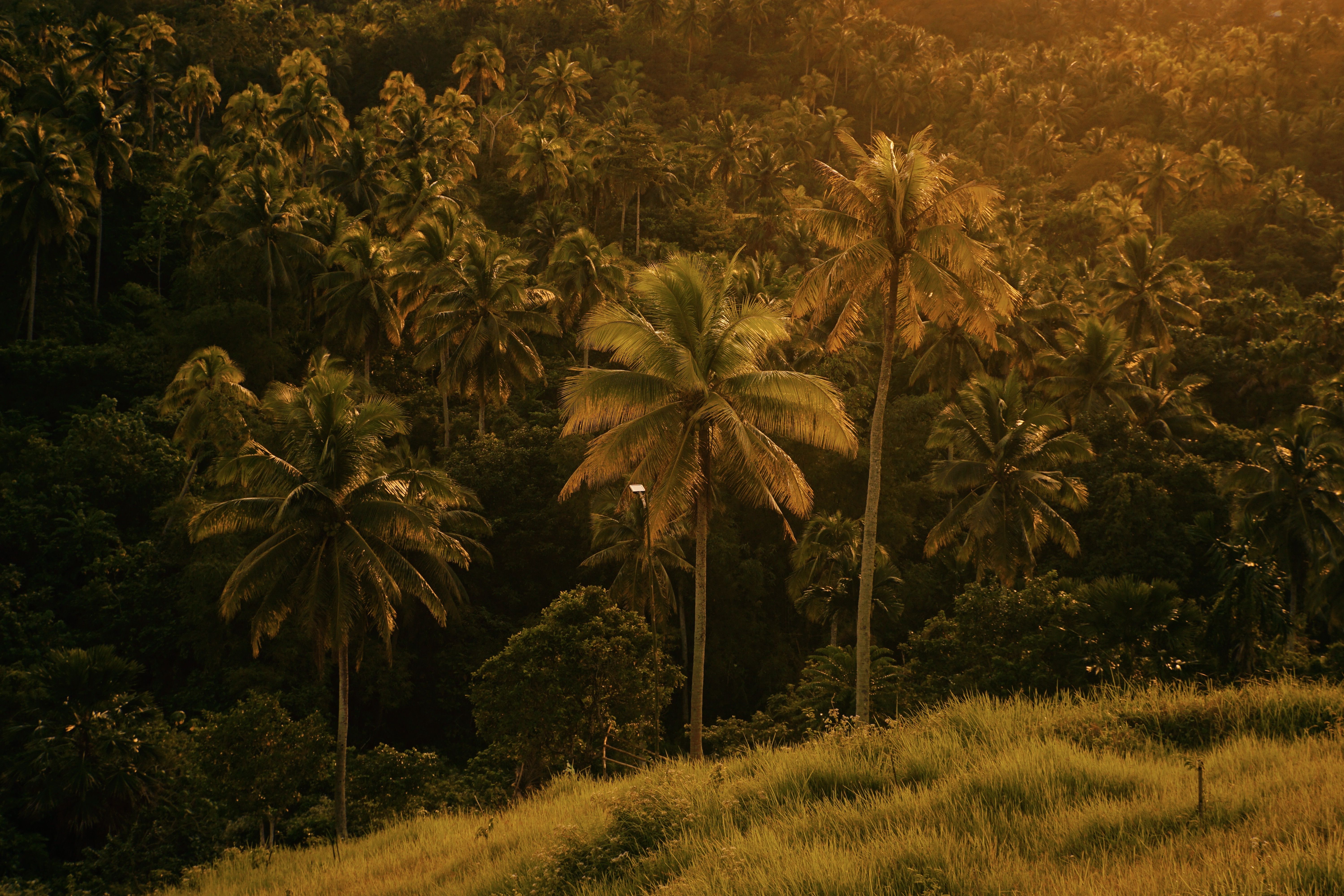 Palm Trees in Forest · Free Stock Photo