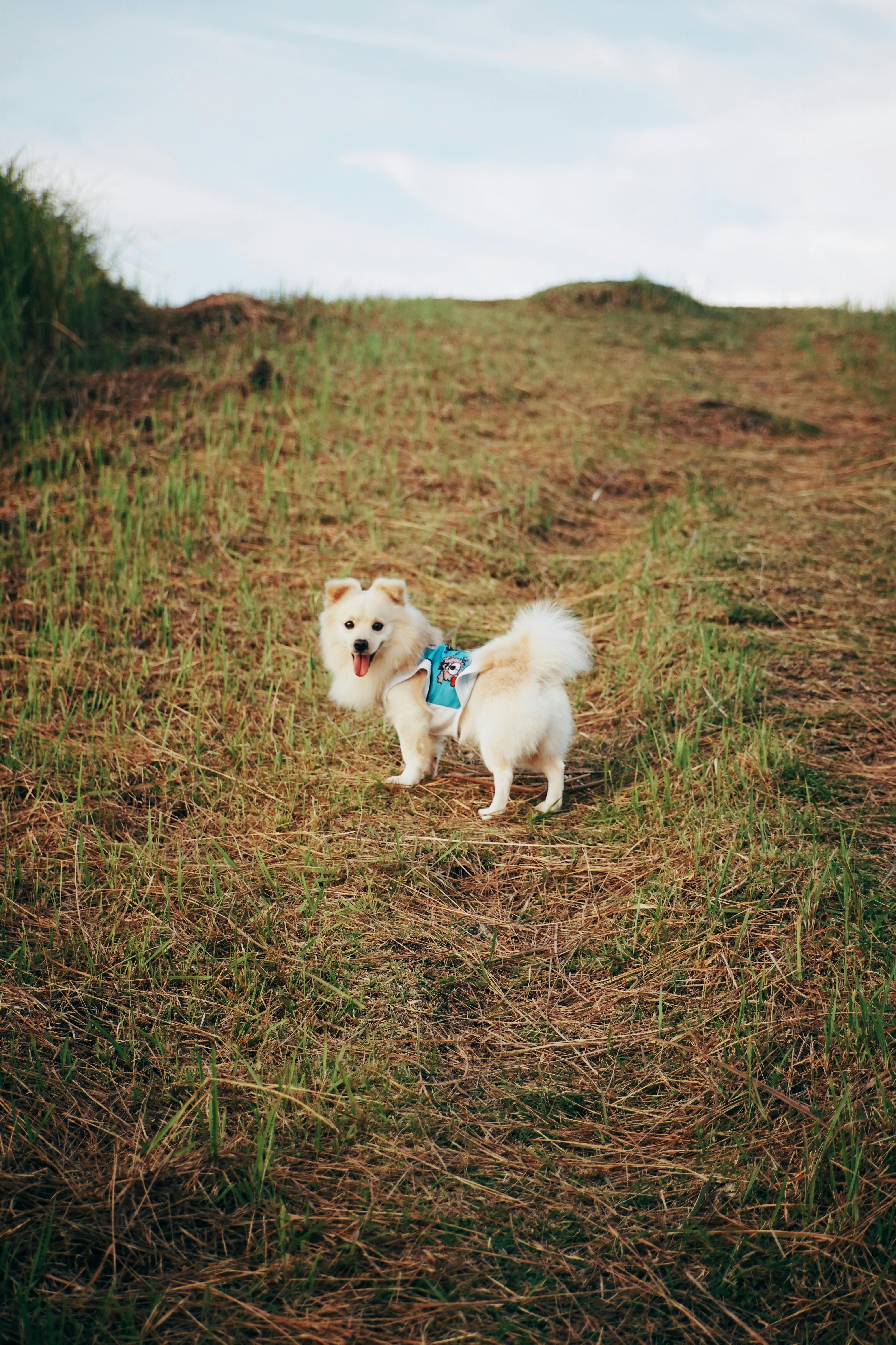 Cute Dog Walking on Hill in Nature · Free Stock Photo
