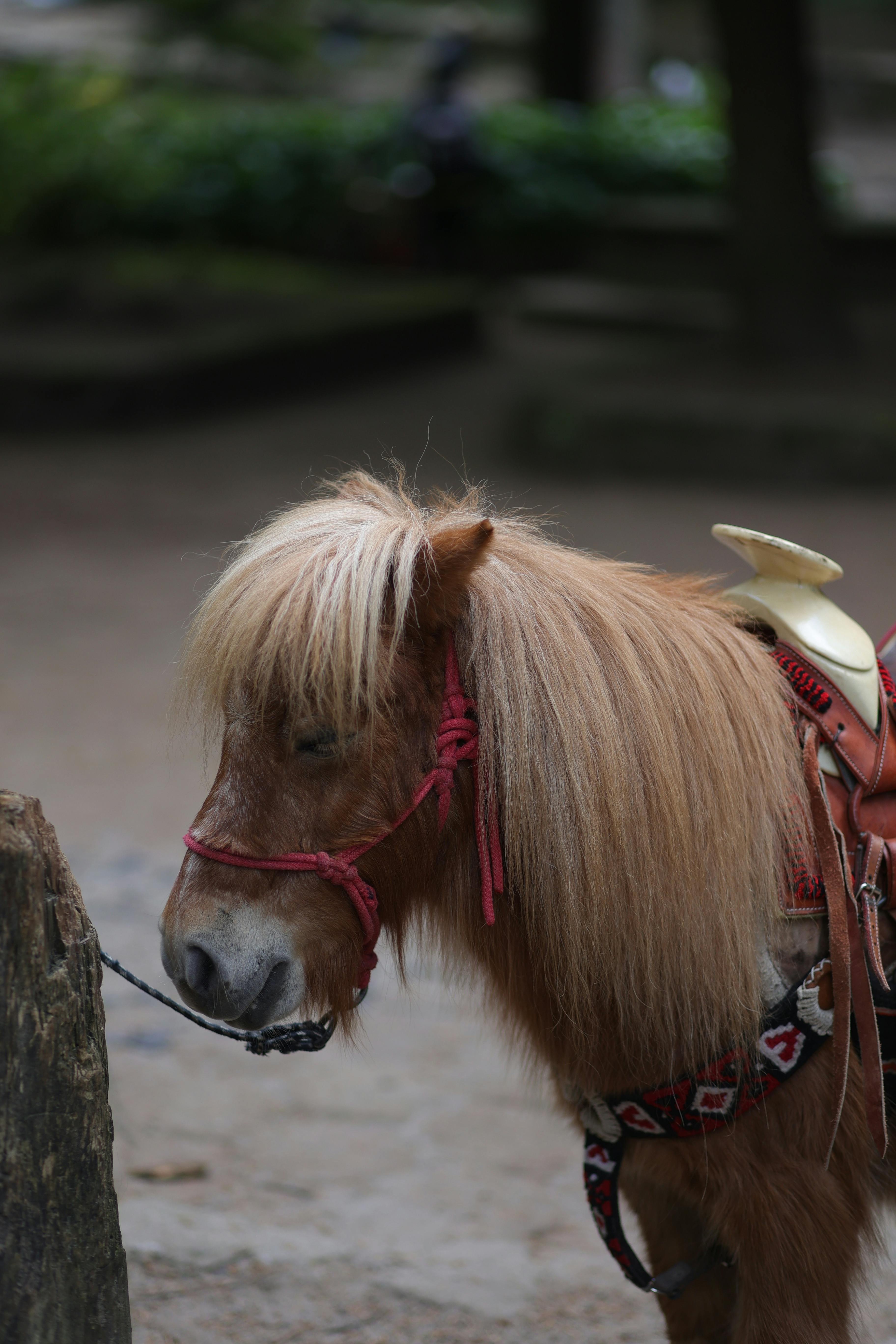 Close-up of a Shetland Pony · Free Stock Photo
