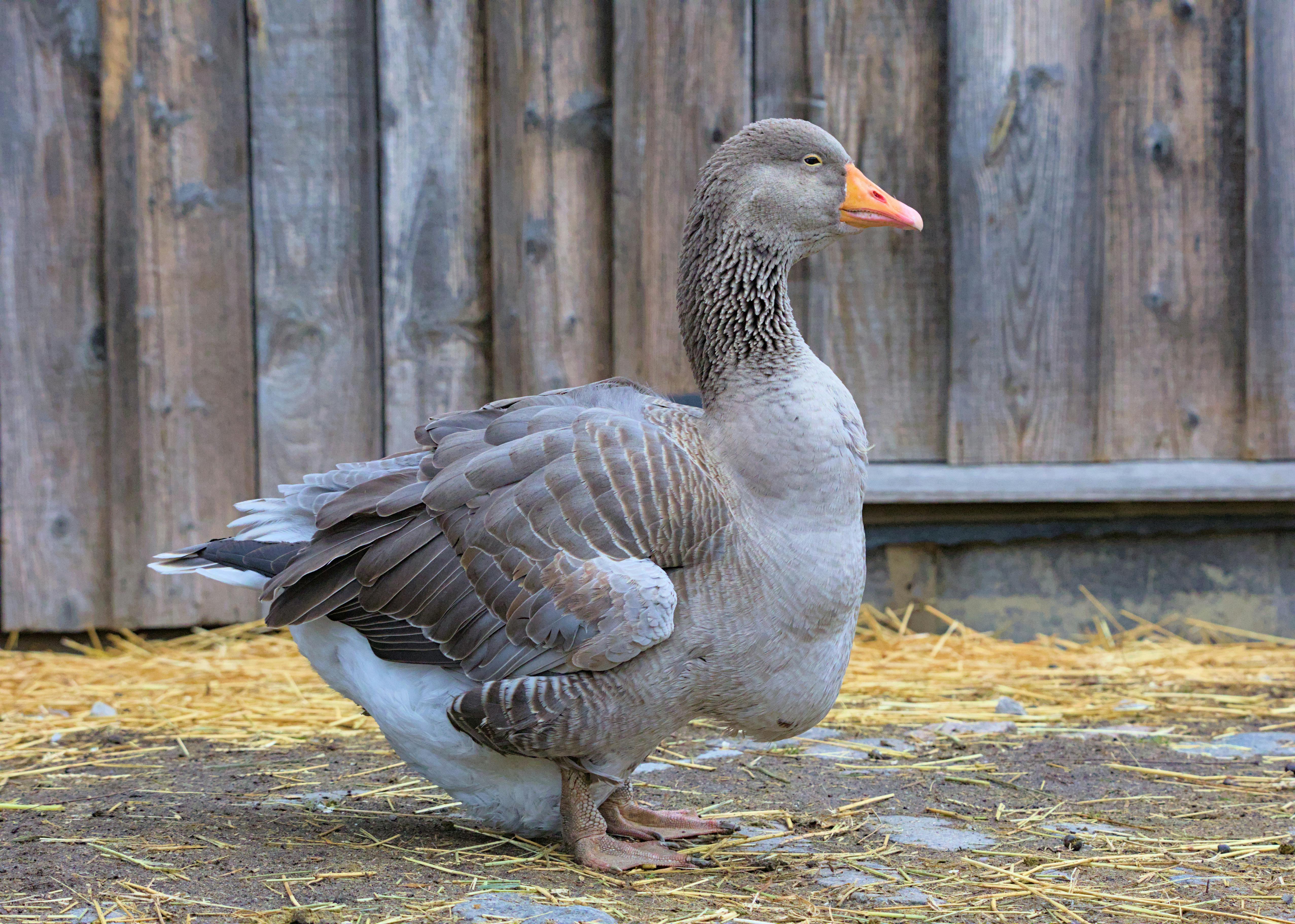 Brown and White Goose on Clear Water · Free Stock Photo