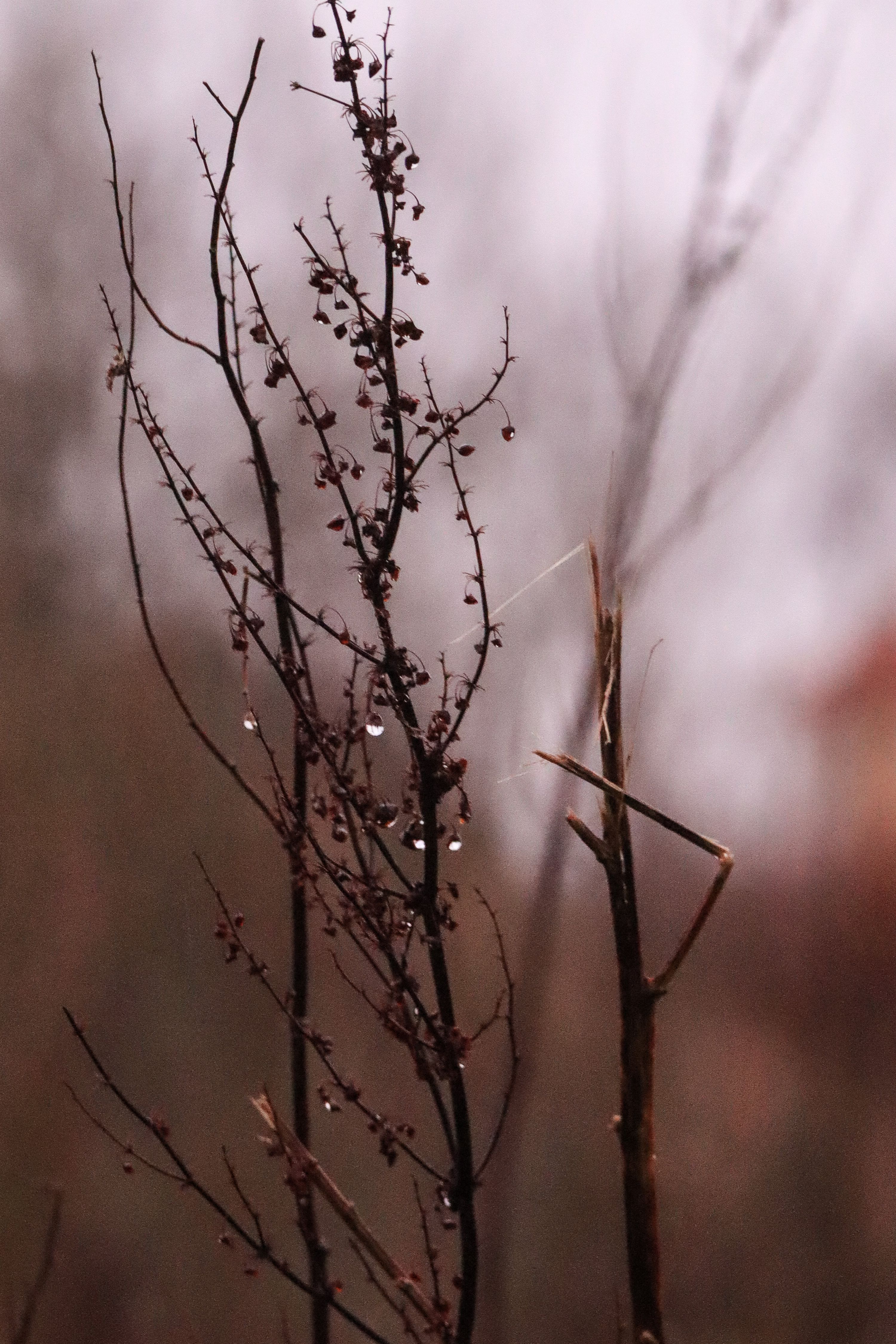 Close-up of Dry Plant in Dew in Nature at Dawn · Free Stock Photo