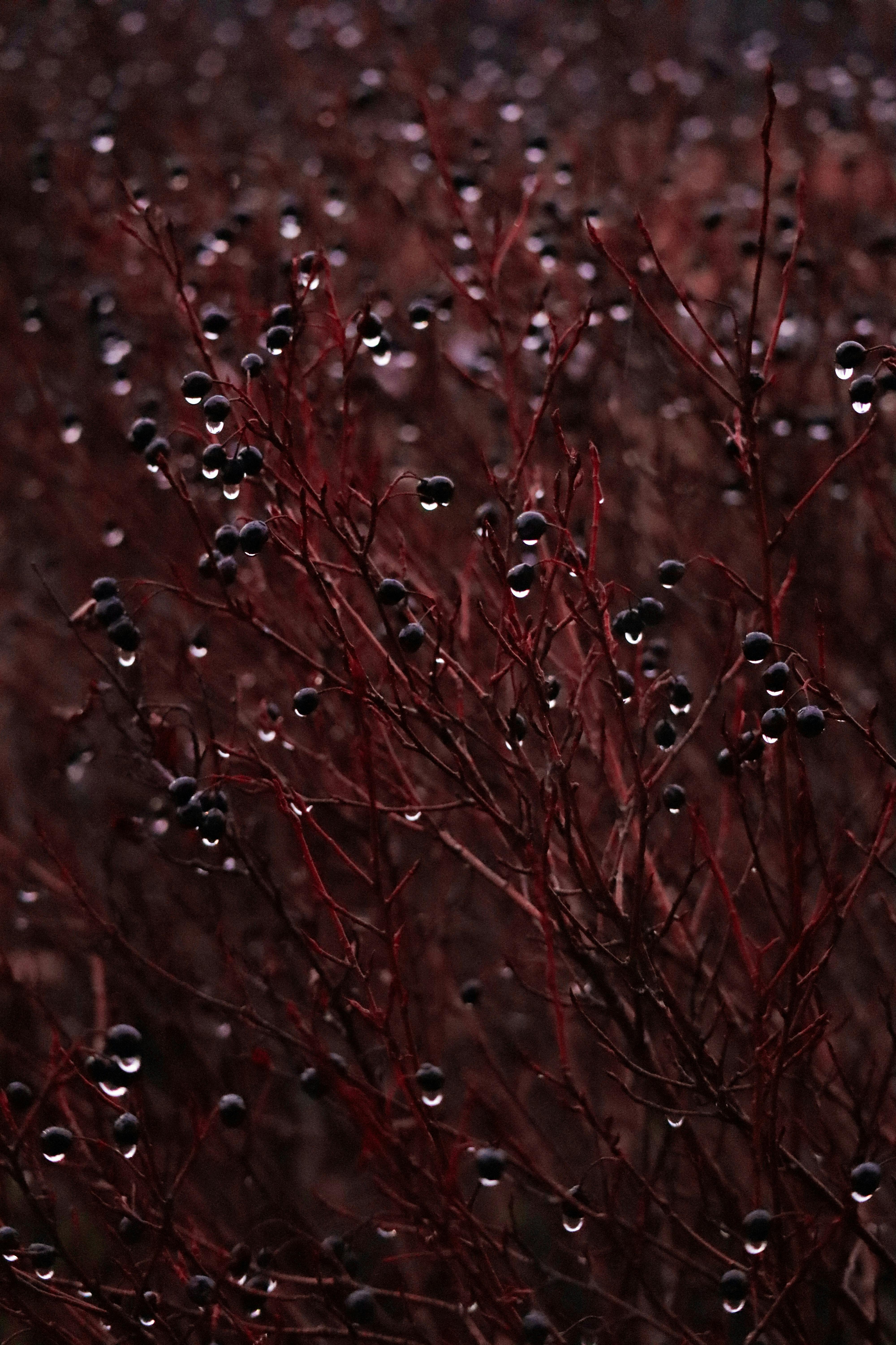 Wet Black Berries on Leafless Shrubs · Free Stock Photo