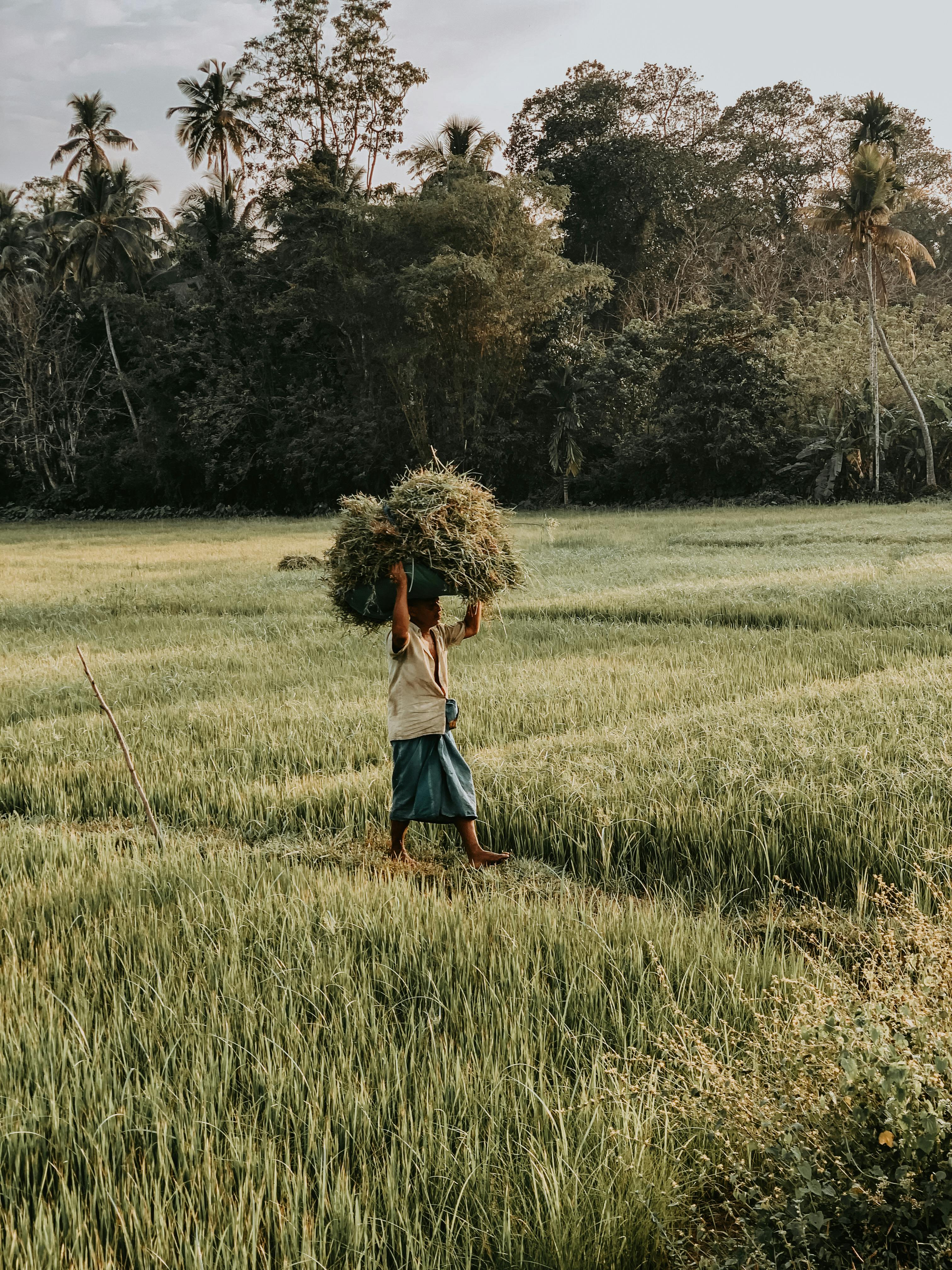 Farmer Carrying Harvested Rice on His Head · Free Stock Photo