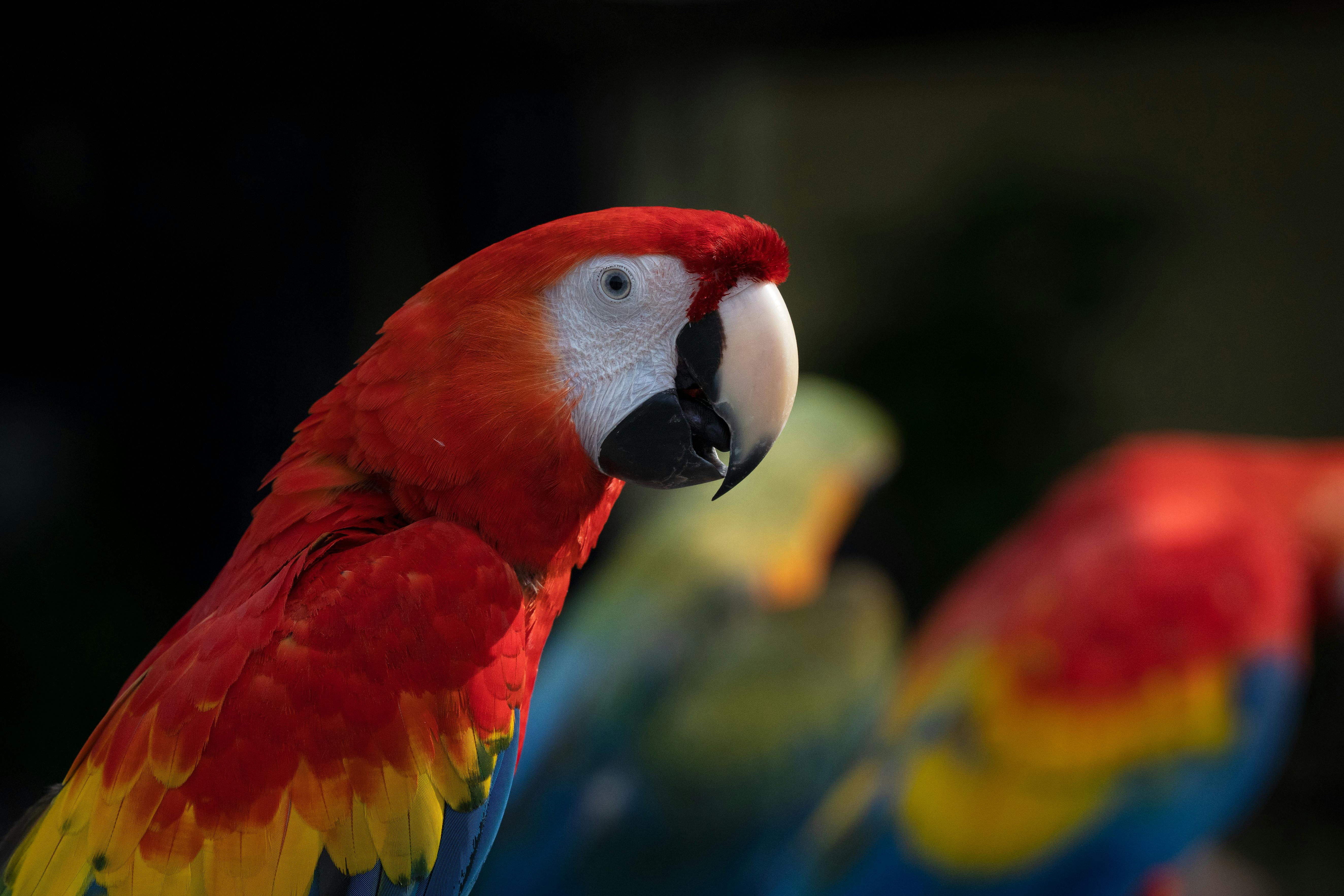 Close-up of Colorful Exotic Parrot · Free Stock Photo
