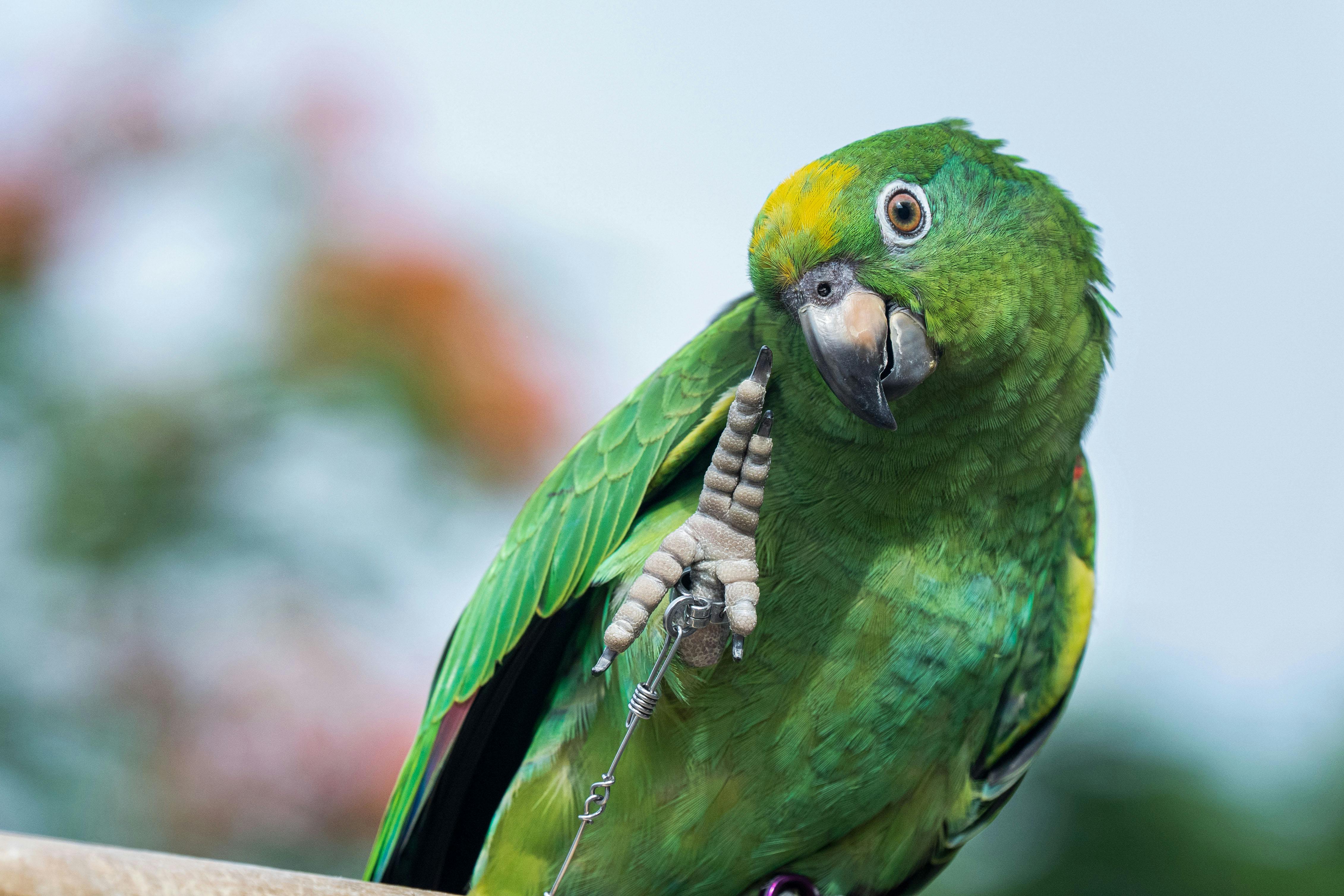 Close-Up Shot of a Parrot · Free Stock Photo