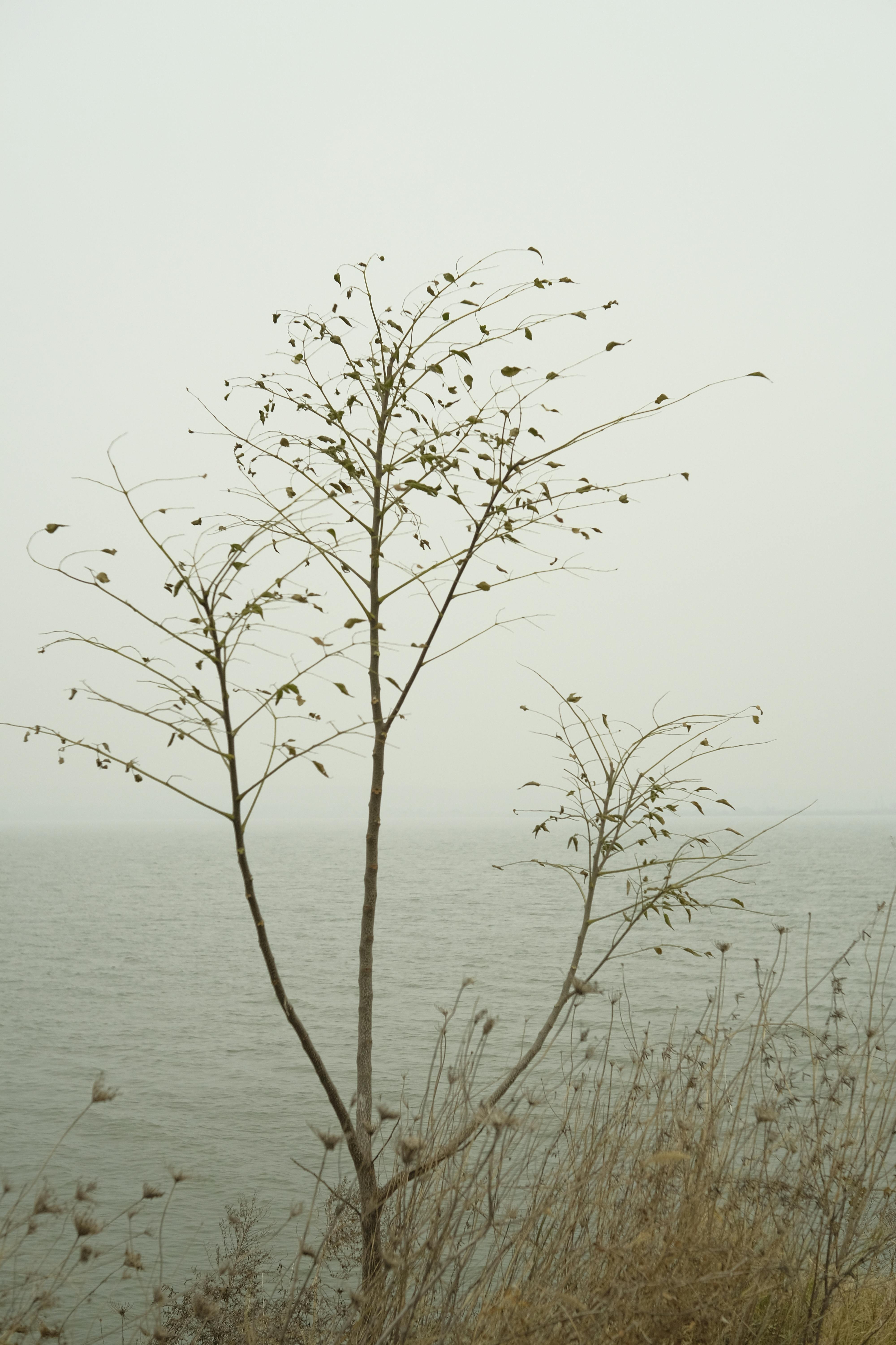 Tiny Leafless Tree against Water · Free Stock Photo