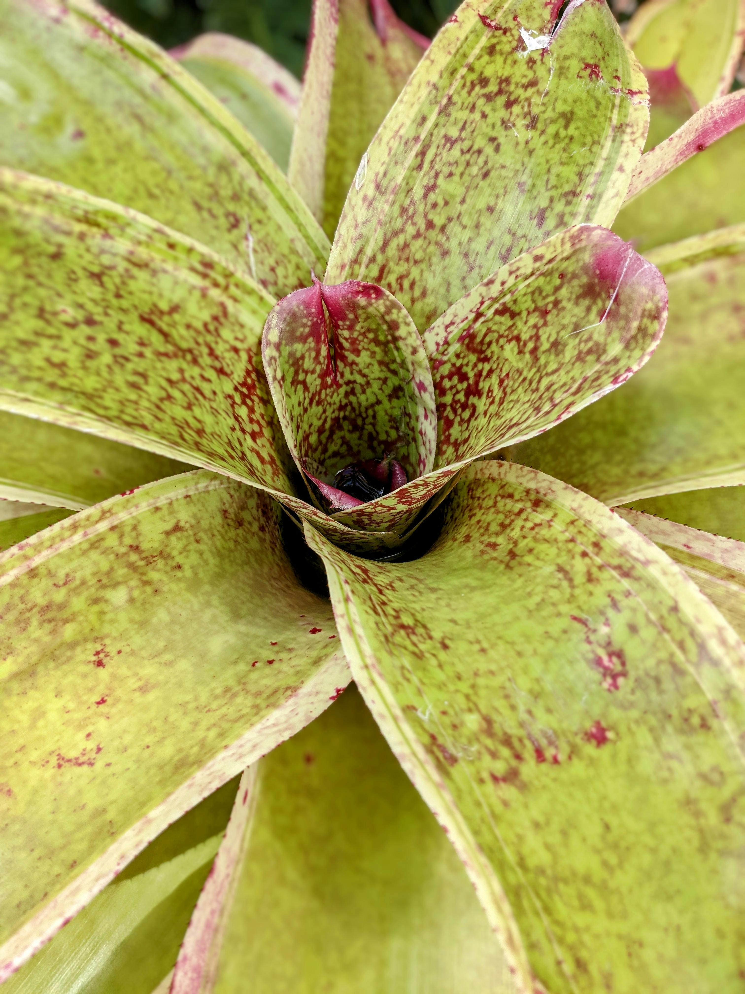 Close-up of Tropical Plant in Nature · Free Stock Photo