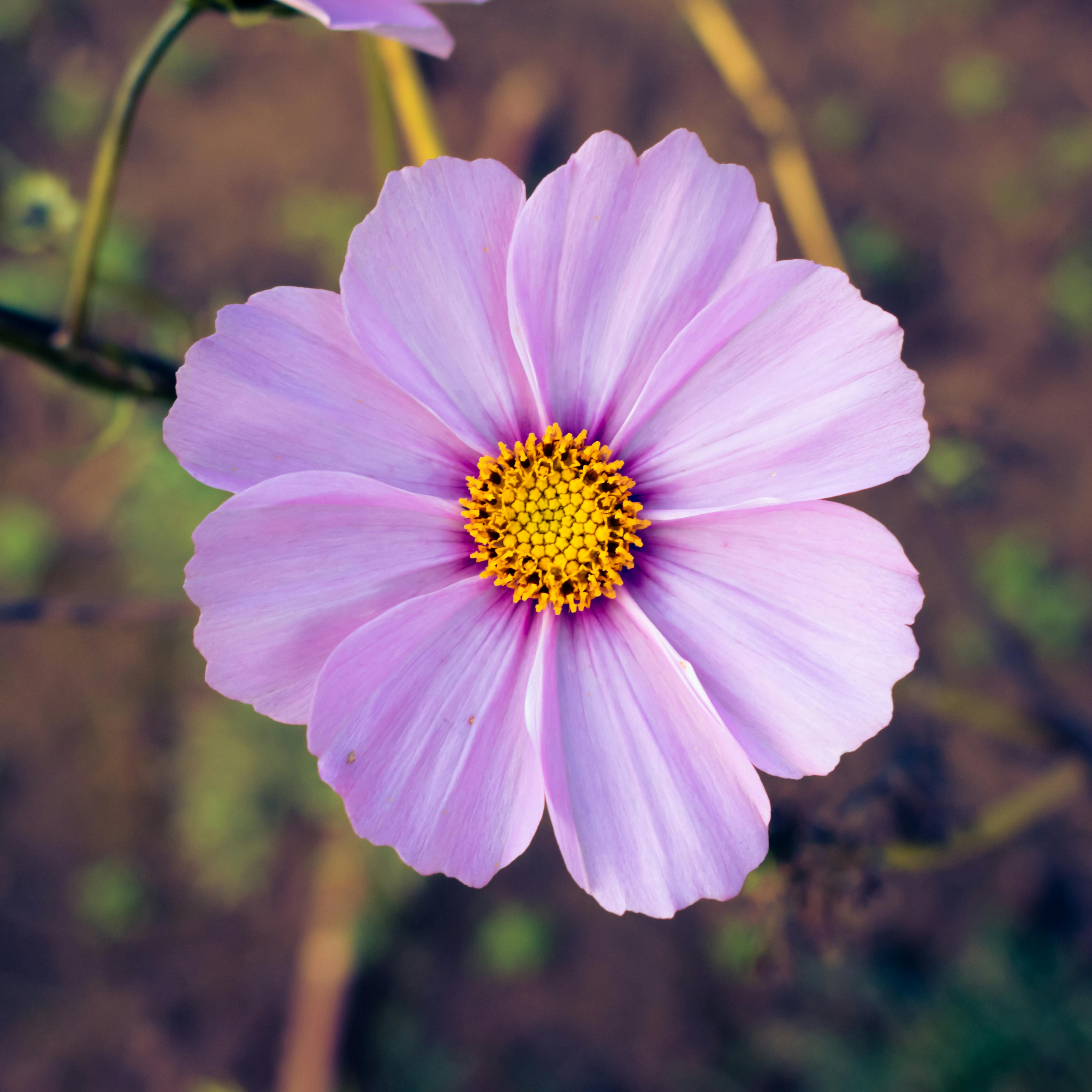 Close-up of a Purple Flower · Free Stock Photo