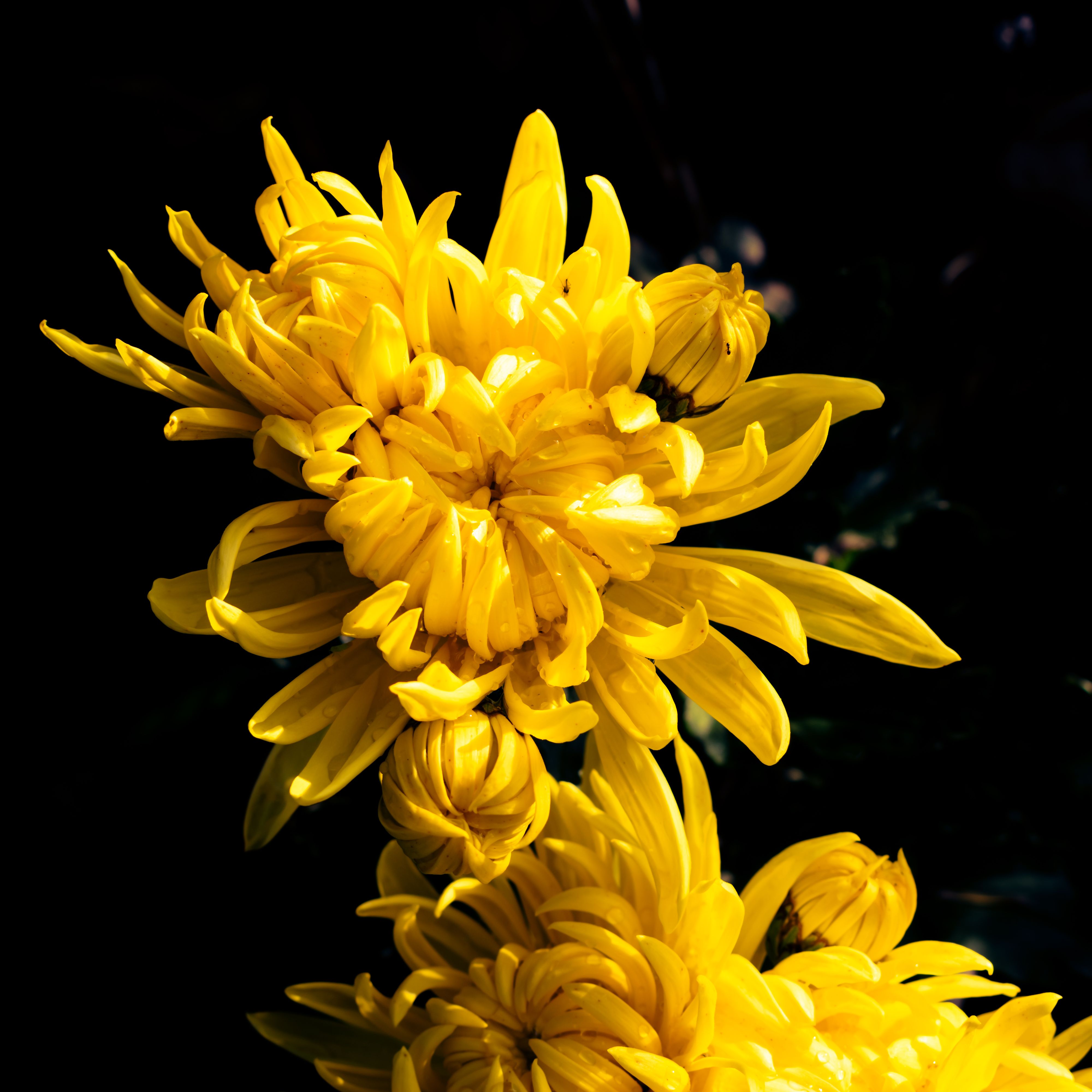 Close-up of Yellow Petals of Flowers · Free Stock Photo
