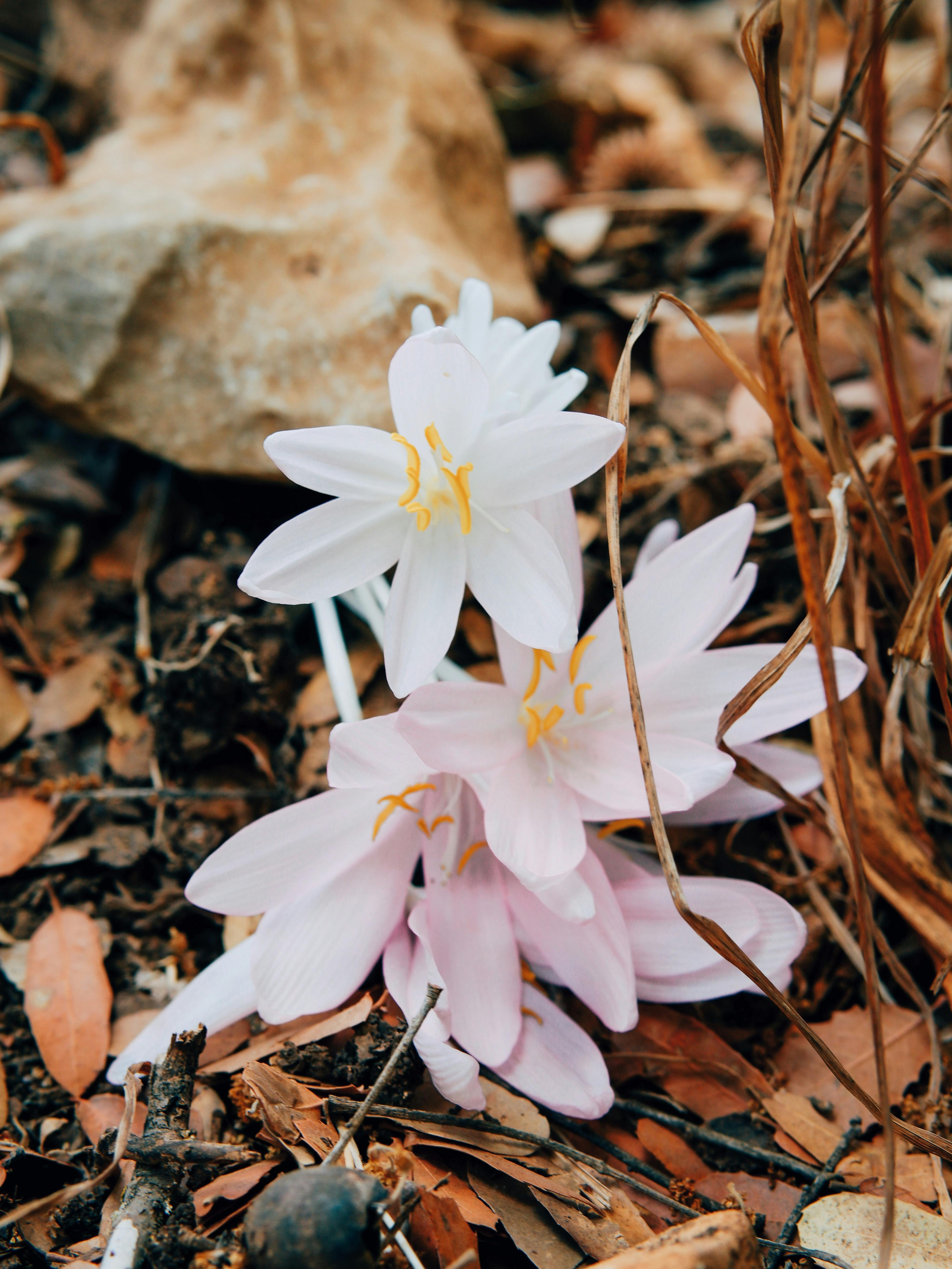 Crocuses Growing Through the Snow · Free Stock Photo