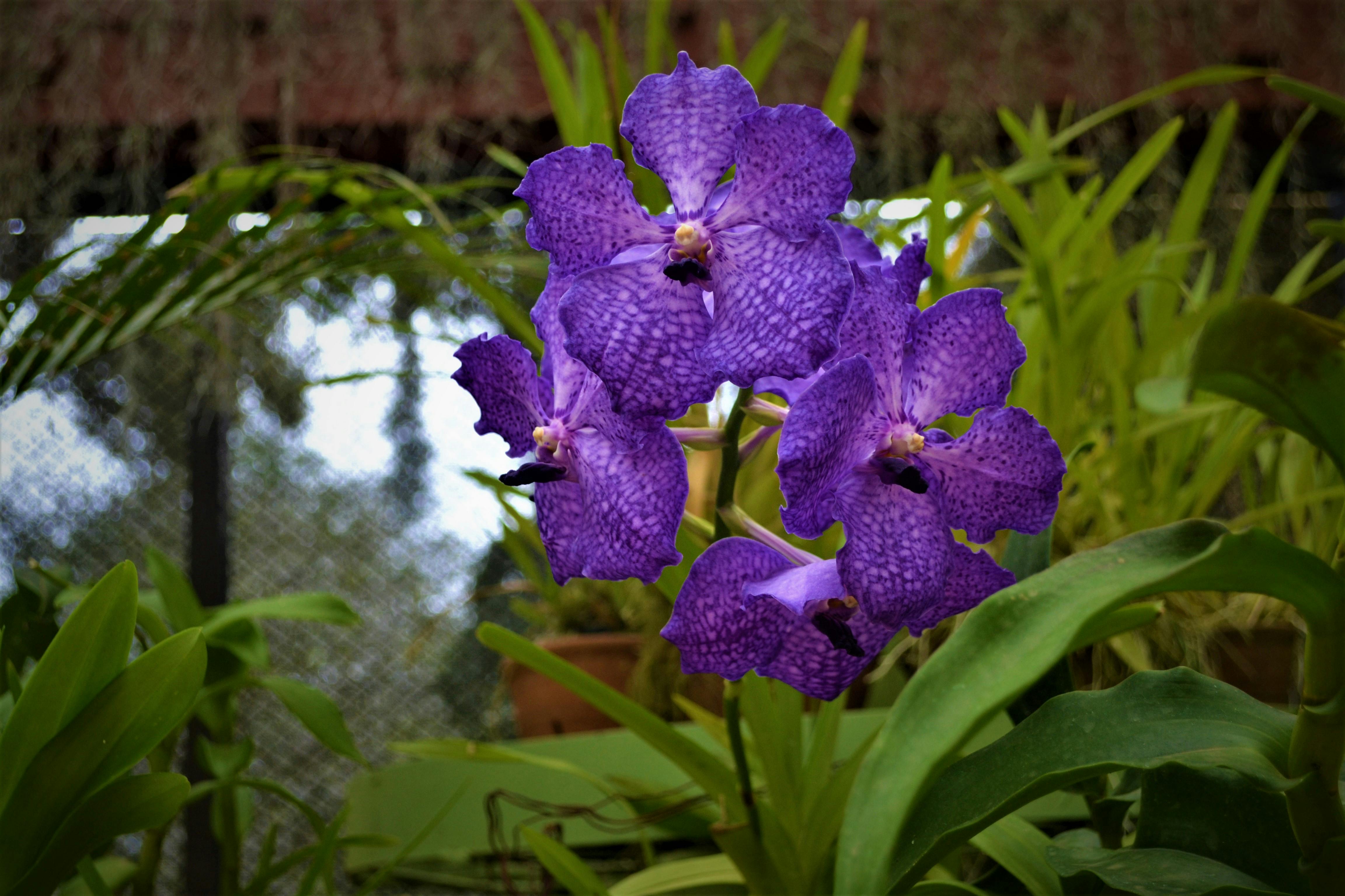 Navindu Shavinda - 사진