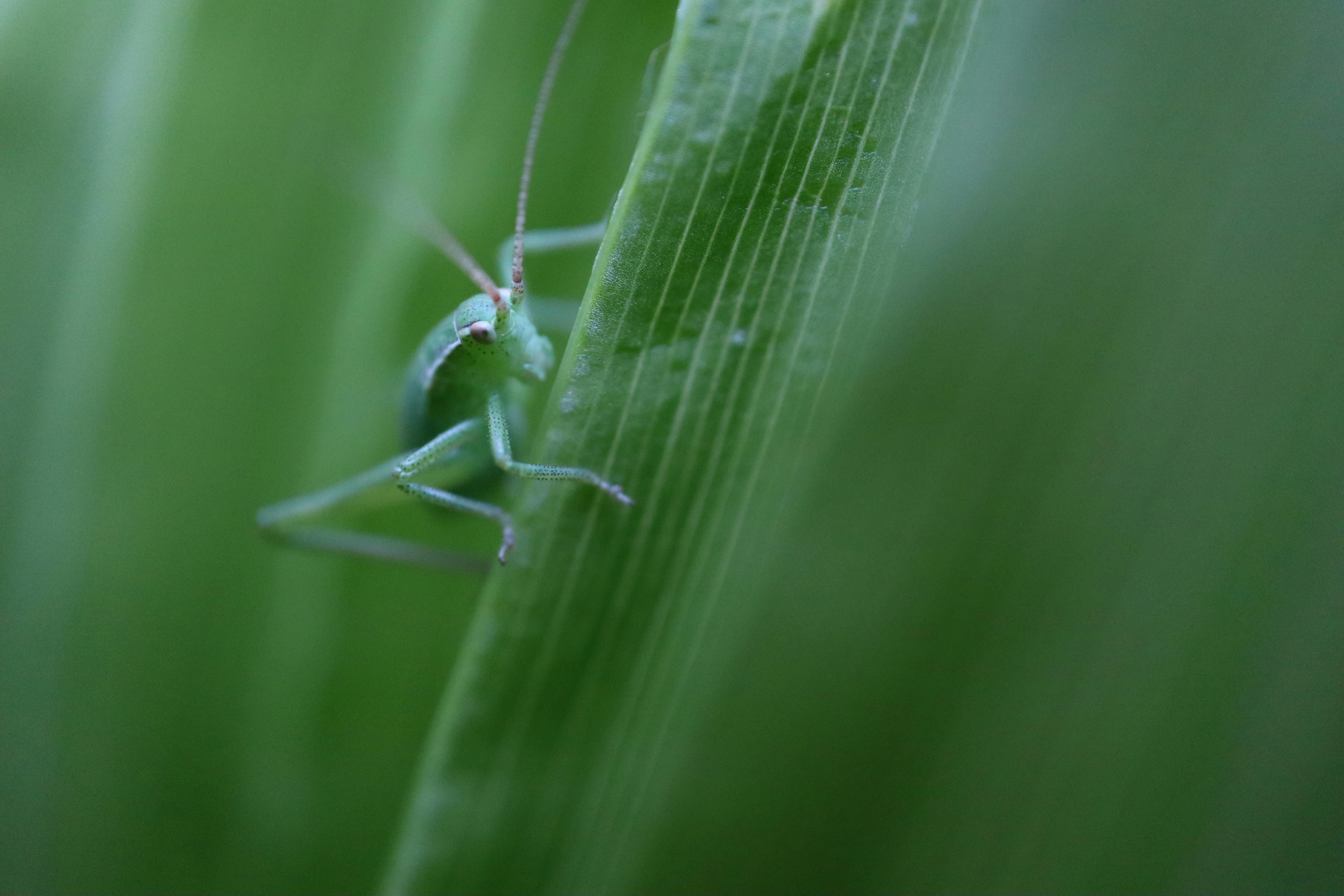 Green Insect Behind Green Leaf · Free Stock Photo