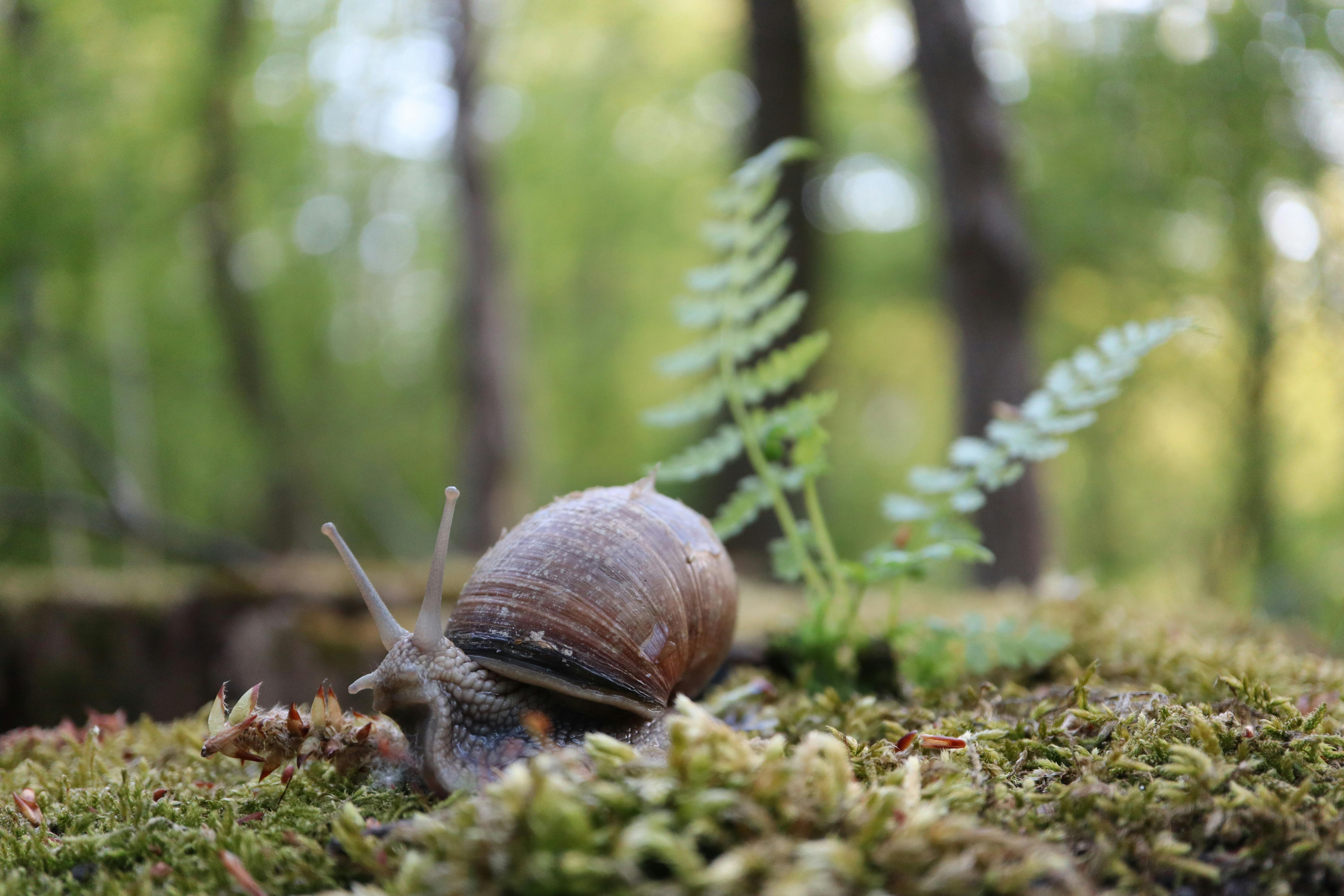 Snail on Forest Floor · Free Stock Photo