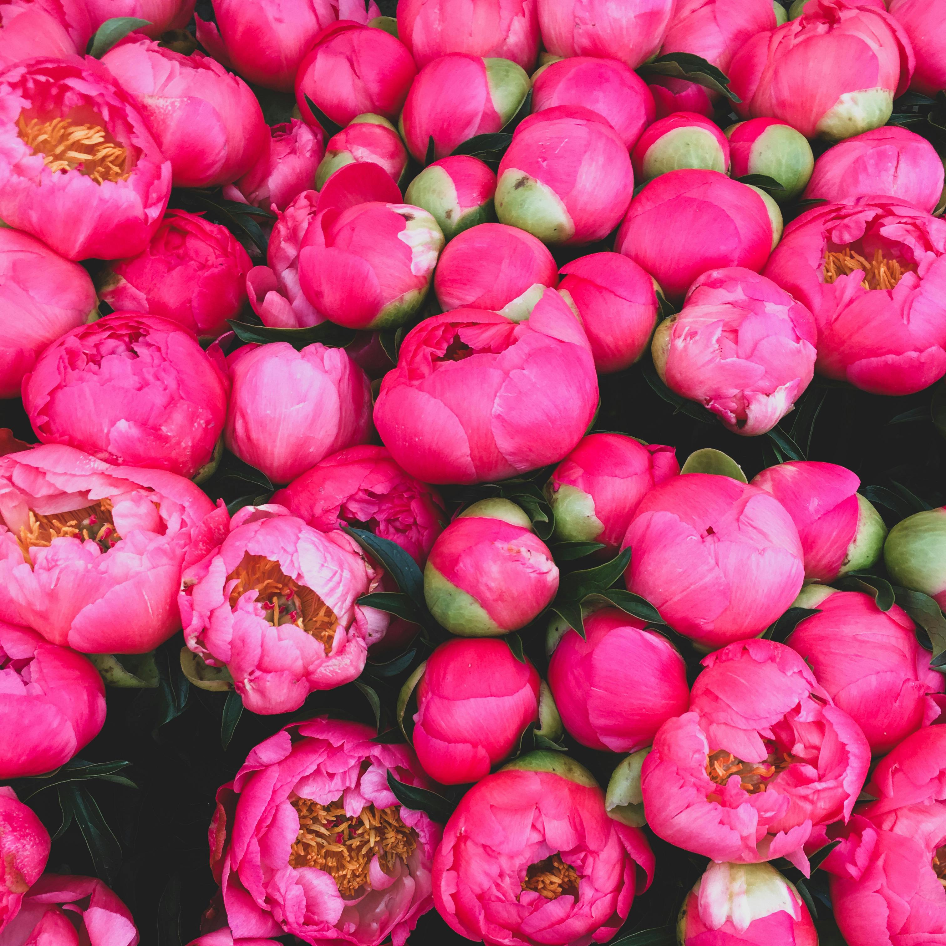 Close Up Shot of a Flower · Free Stock Photo