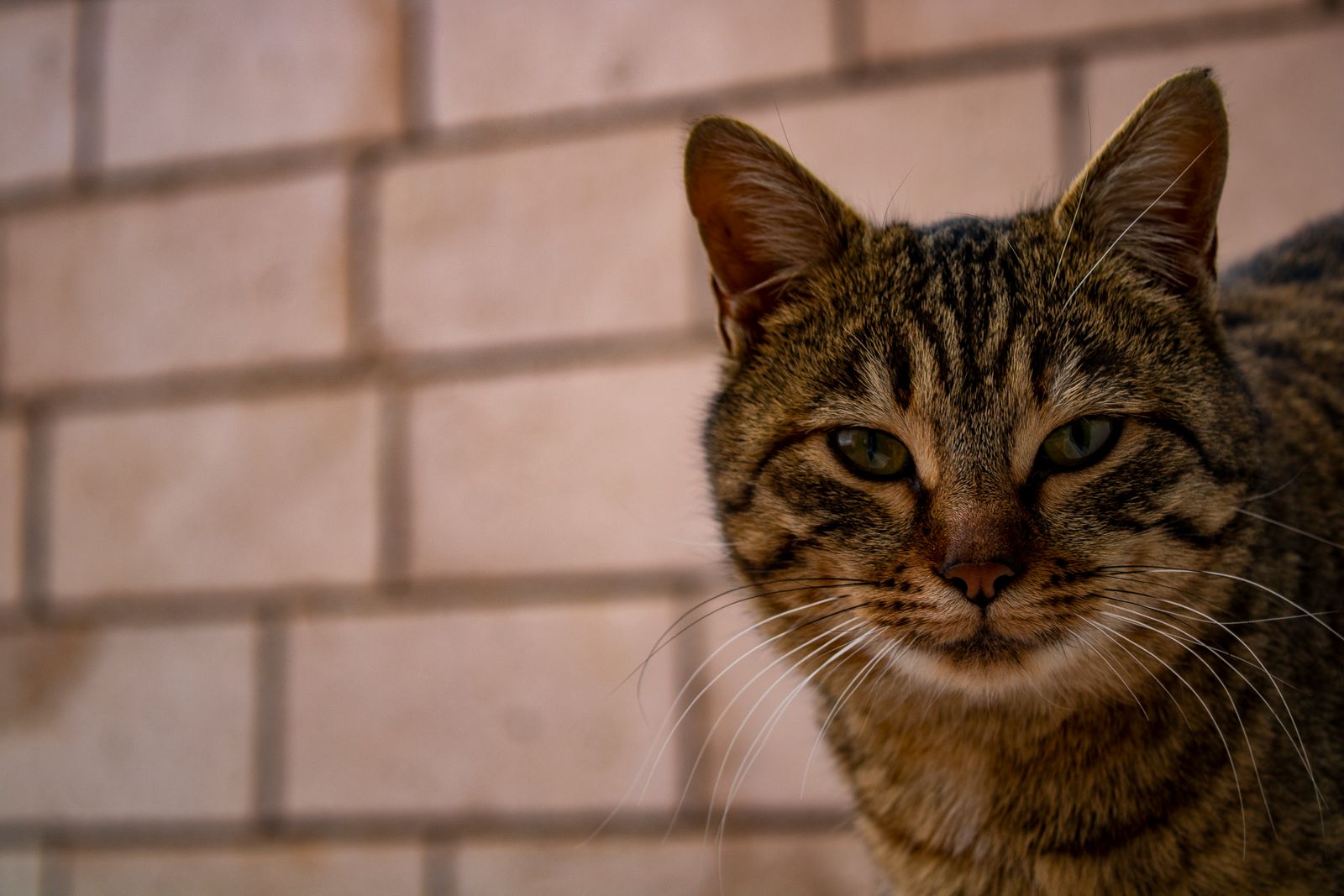 Tabby Cat Photos, Download The BEST Free Tabby Cat Stock Photos & HD Images