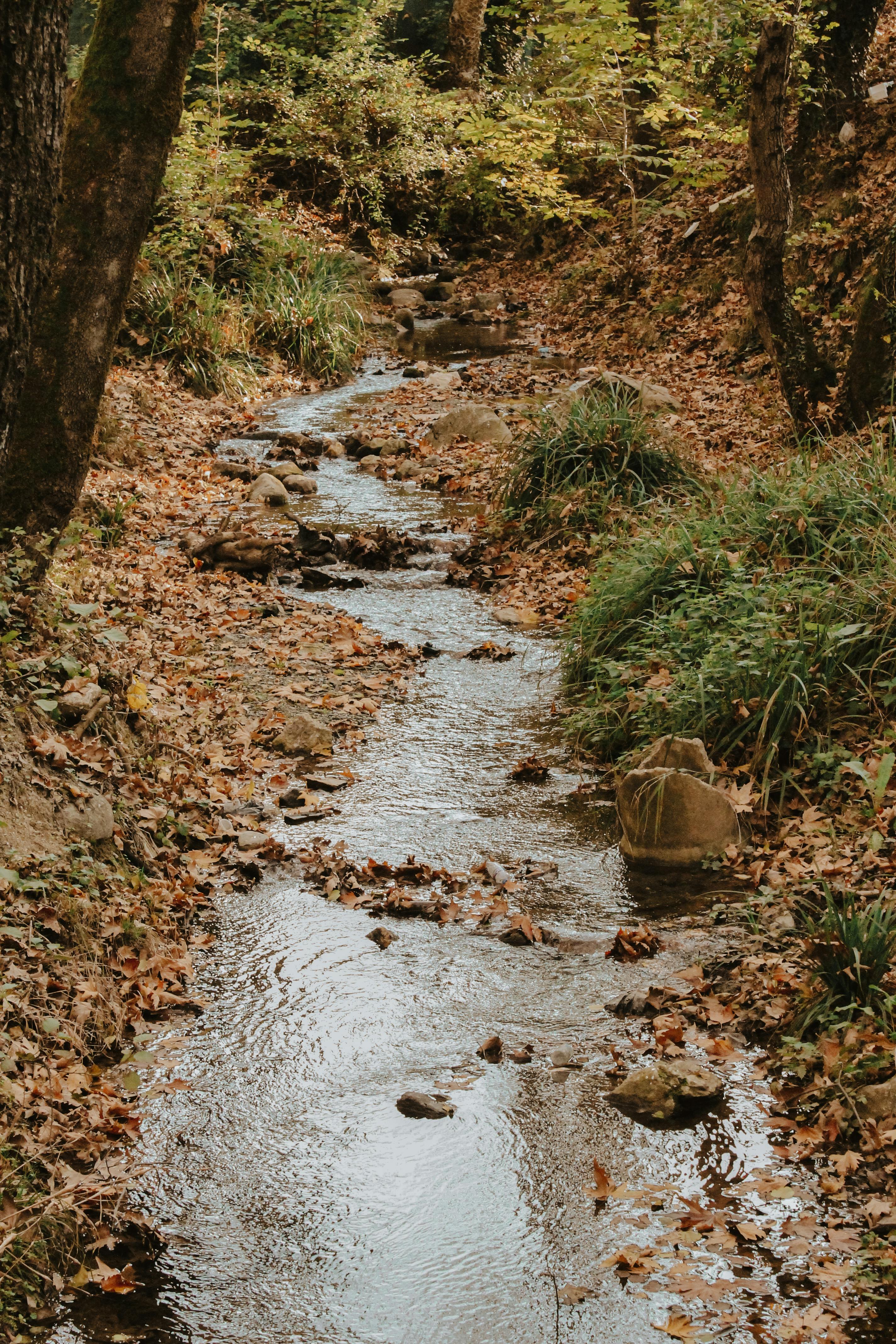 Small Stream in the Forest · Free Stock Photo