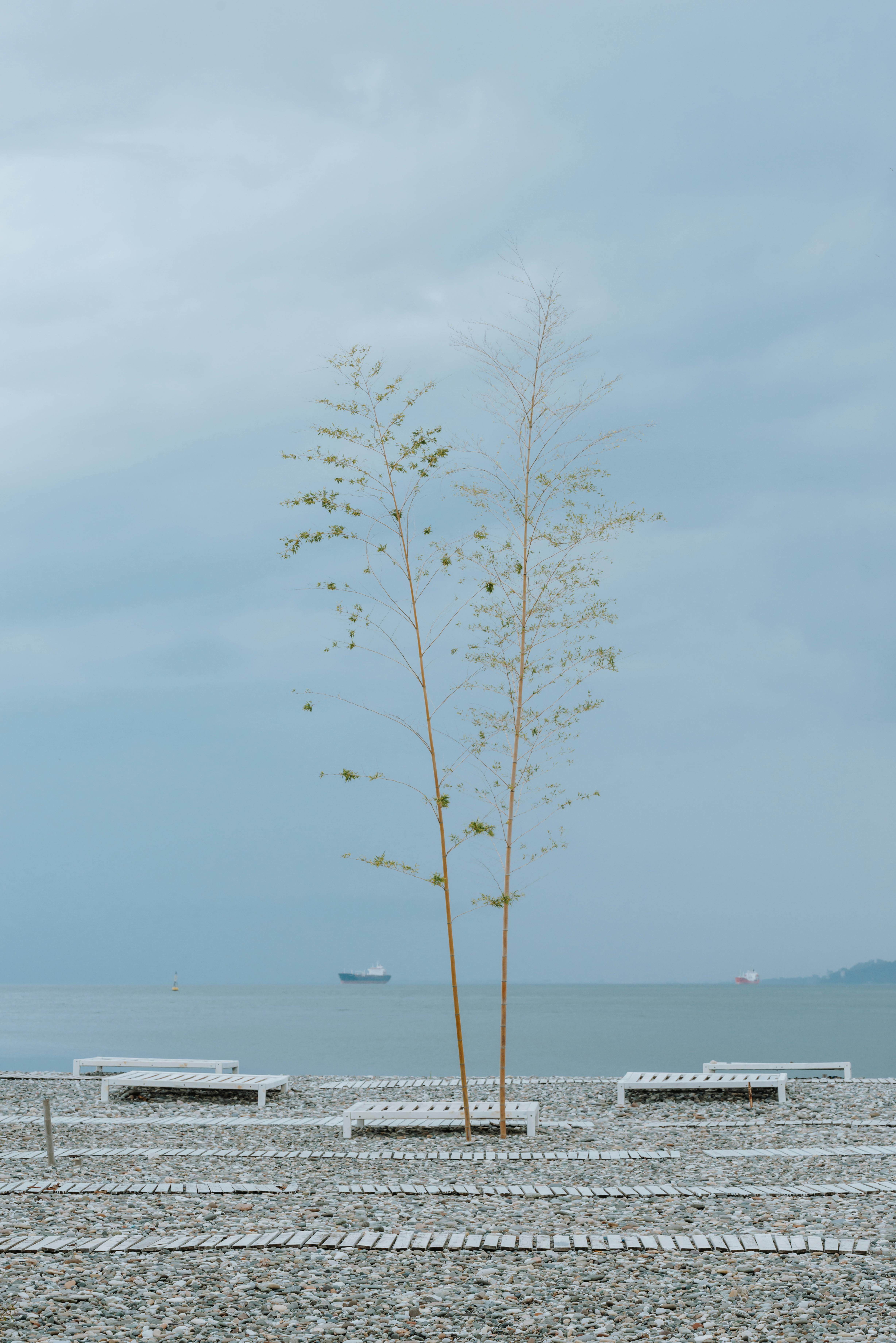 Tree on Beach · Free Stock Photo