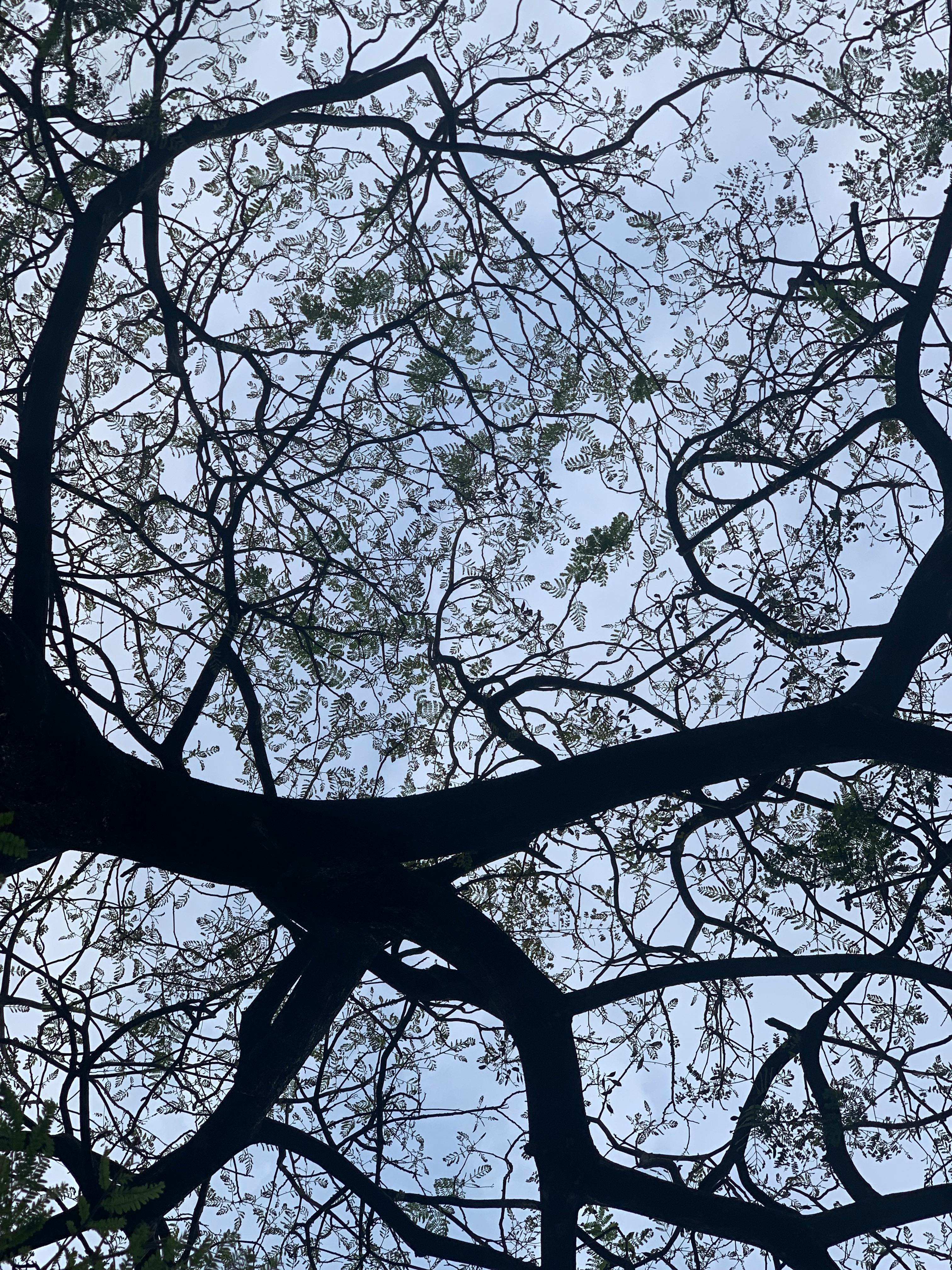 Web of Tree Branches · Free Stock Photo