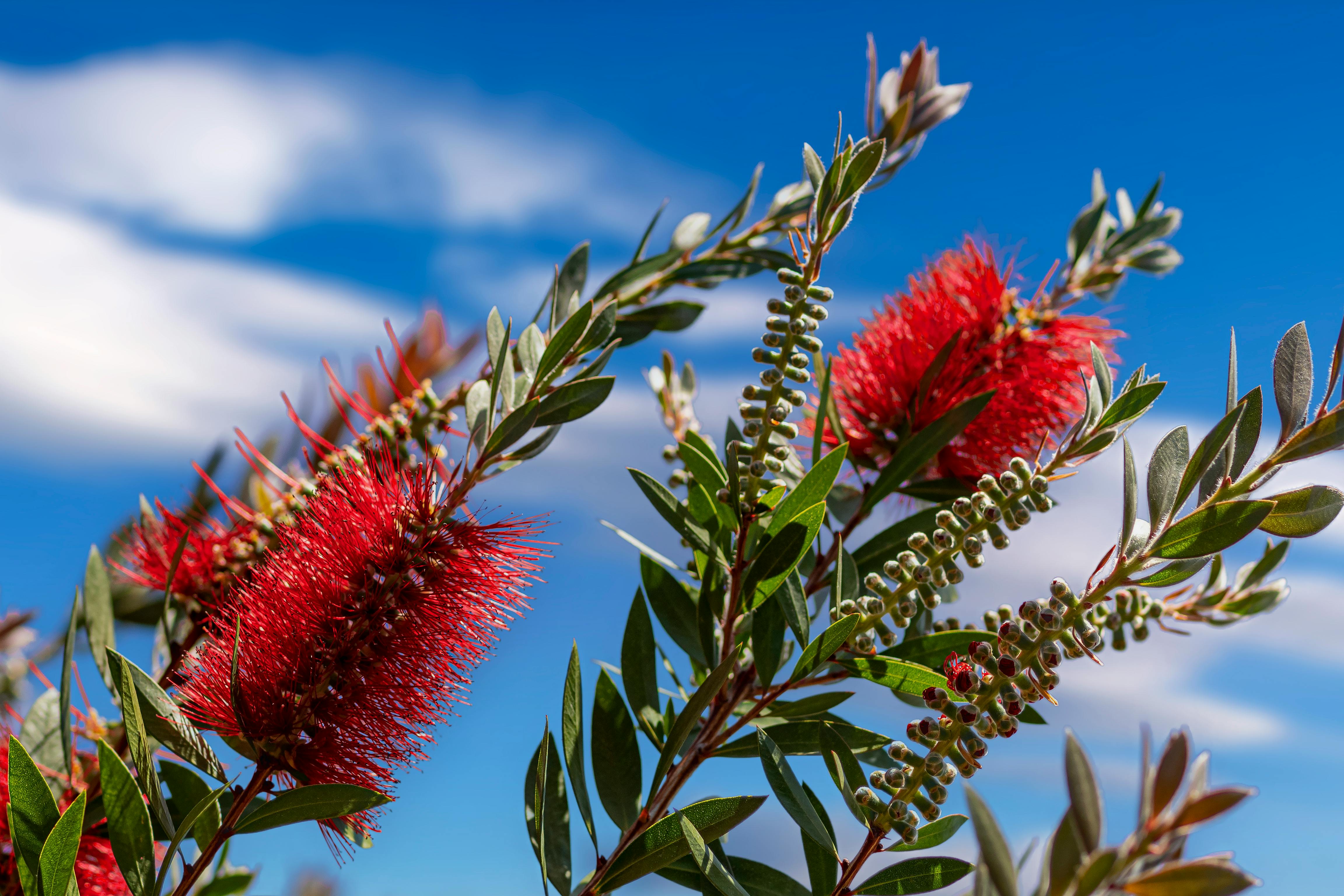 Bottlebrushes Photos, Download The BEST Free Bottlebrushes Stock Photos ...