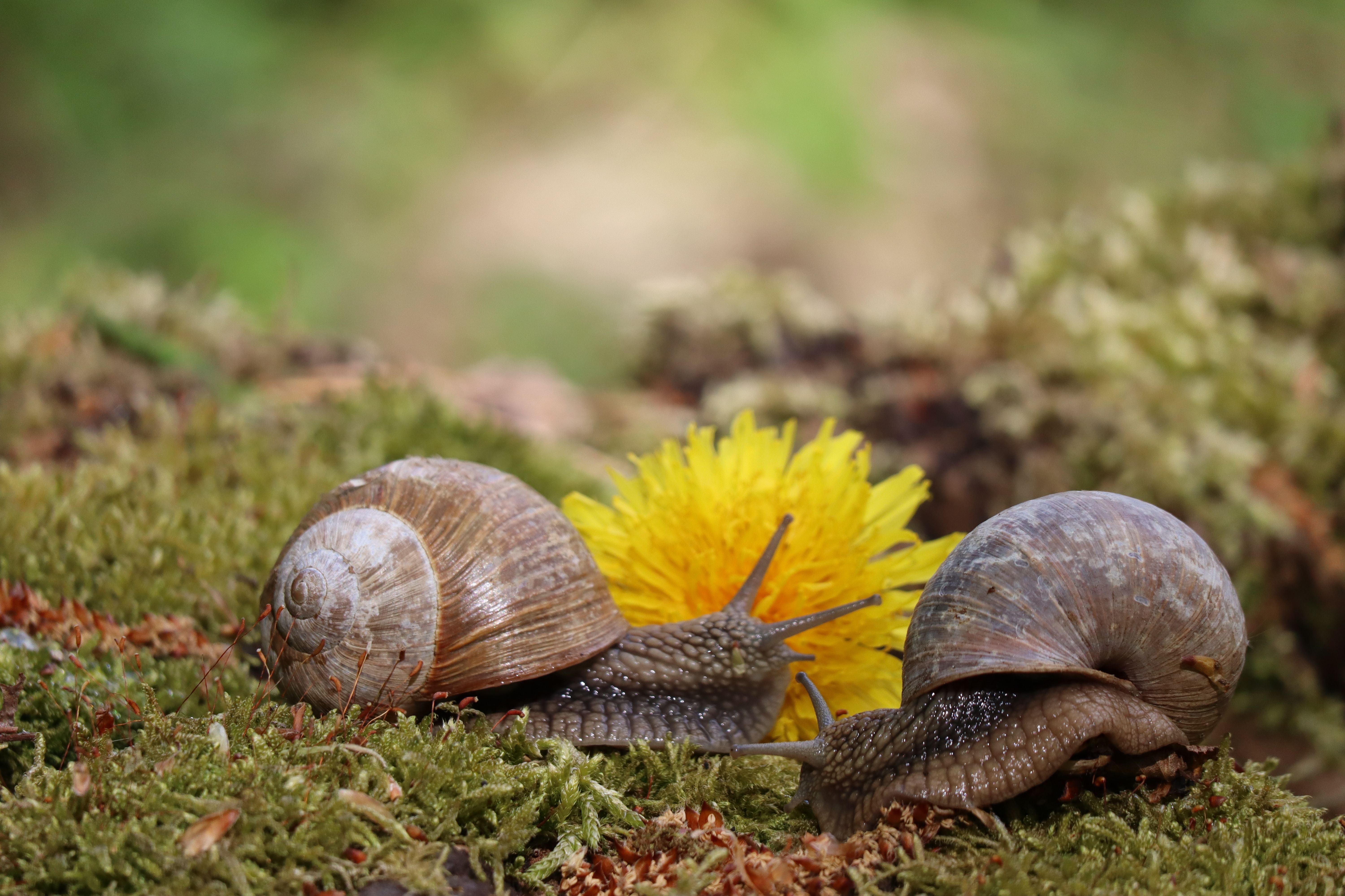 Foto de stock gratuita sobre biodiversidad, bioma, botánica, botánico ...