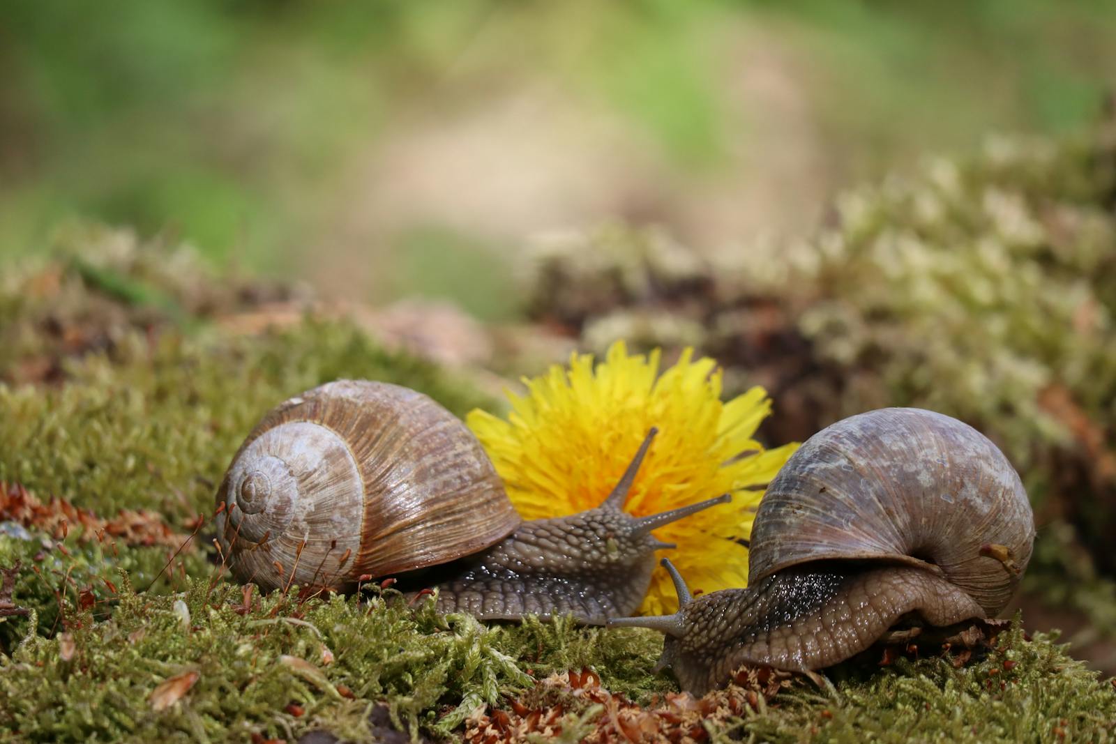 Snails Photos, Download The BEST Free Snails Stock Photos & HD Images