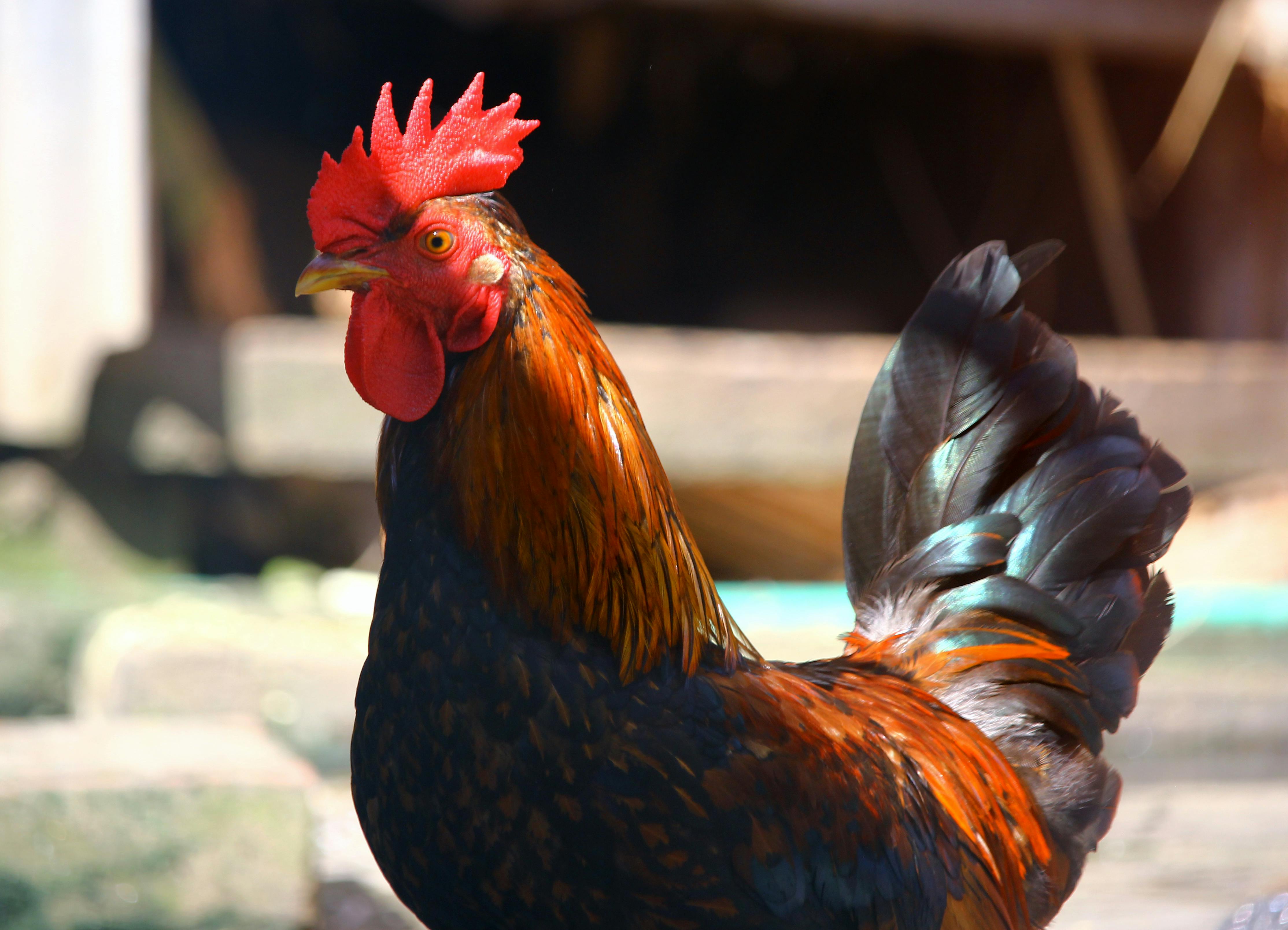 Beautiful Rooster Photos, Download The BEST Free Beautiful Rooster ...