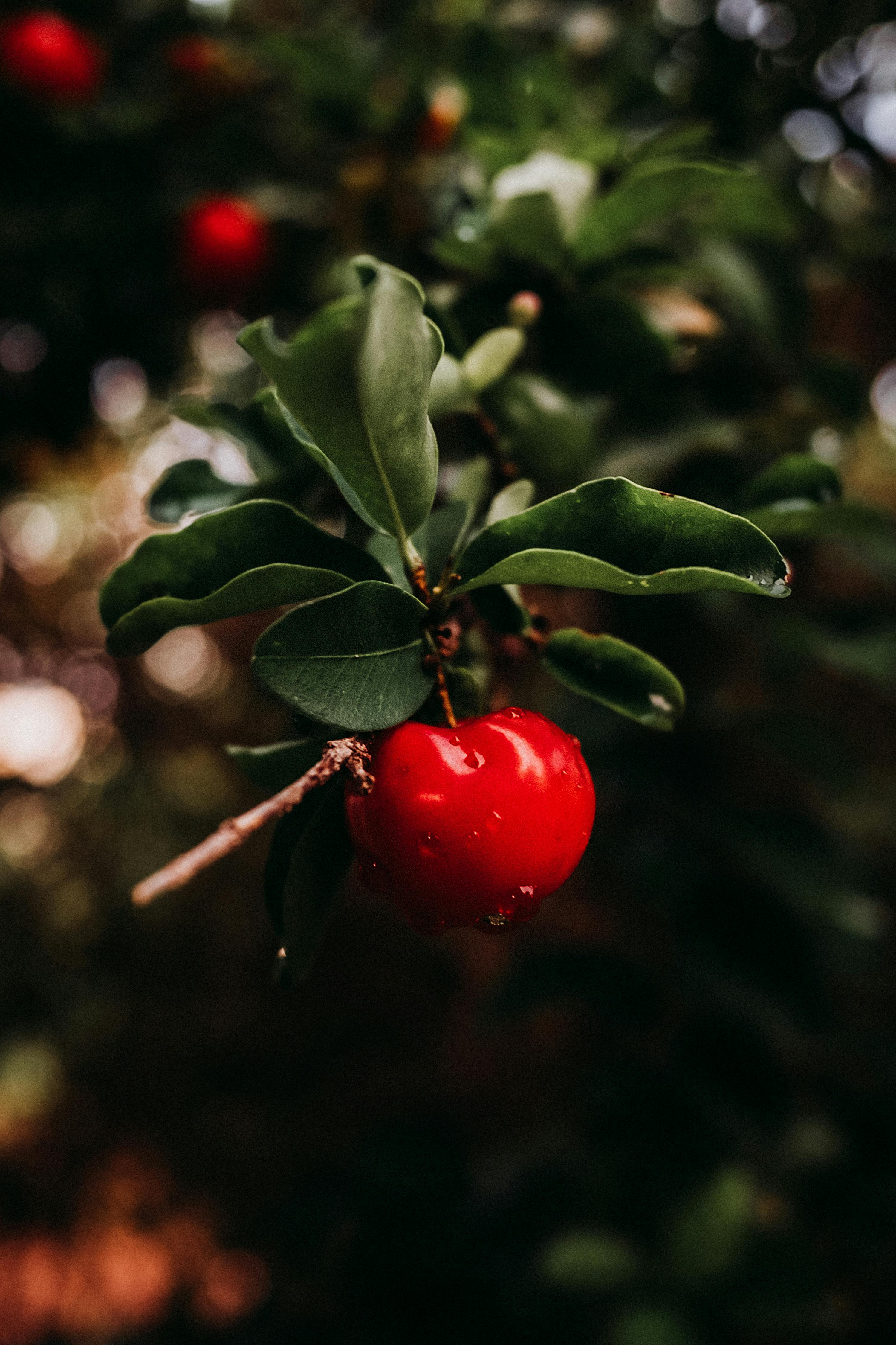 Close-up of Berry on Tree · Free Stock Photo